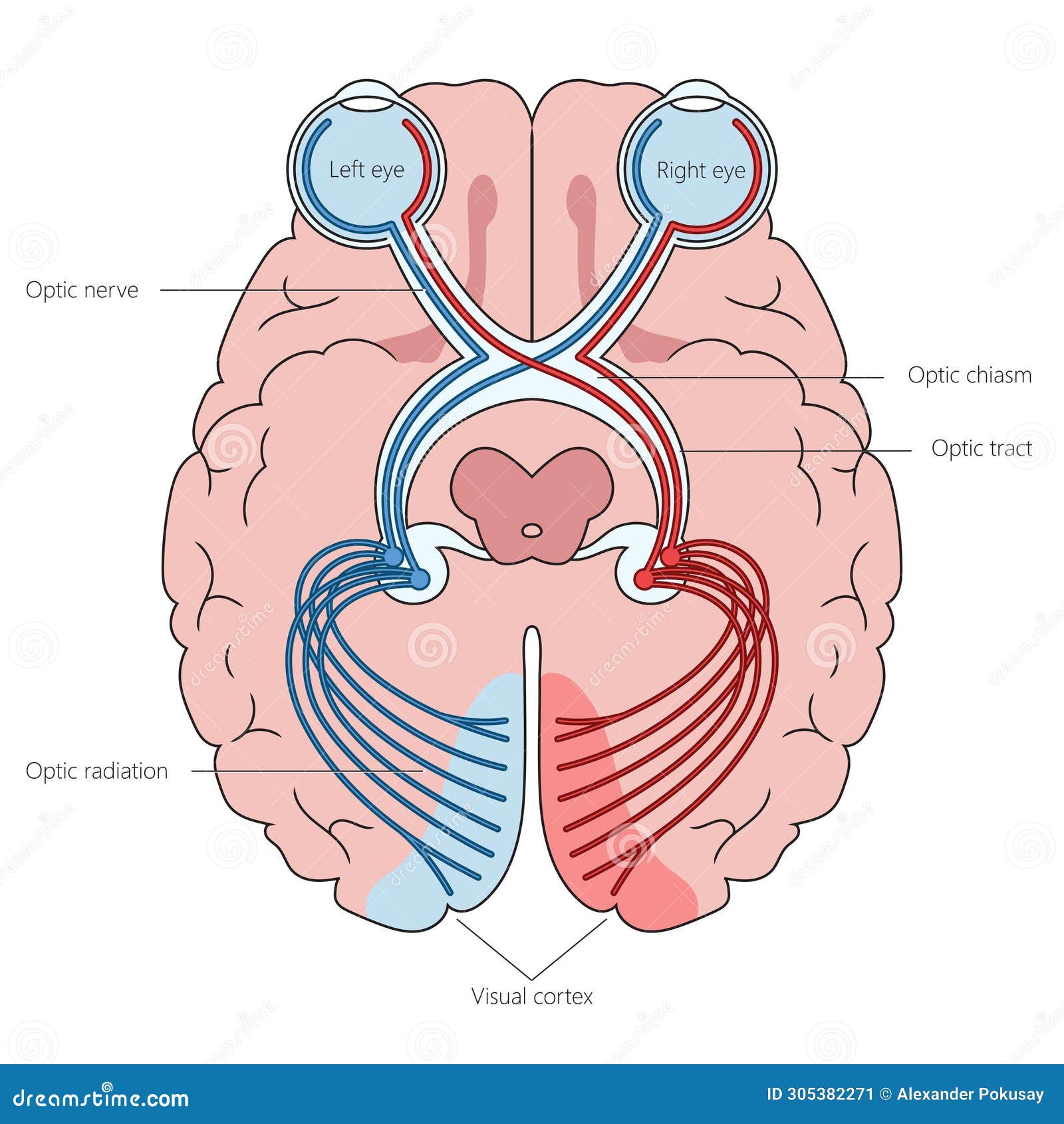 Optic Nerves in Brain Structure Medical Science Stock Illustration ...