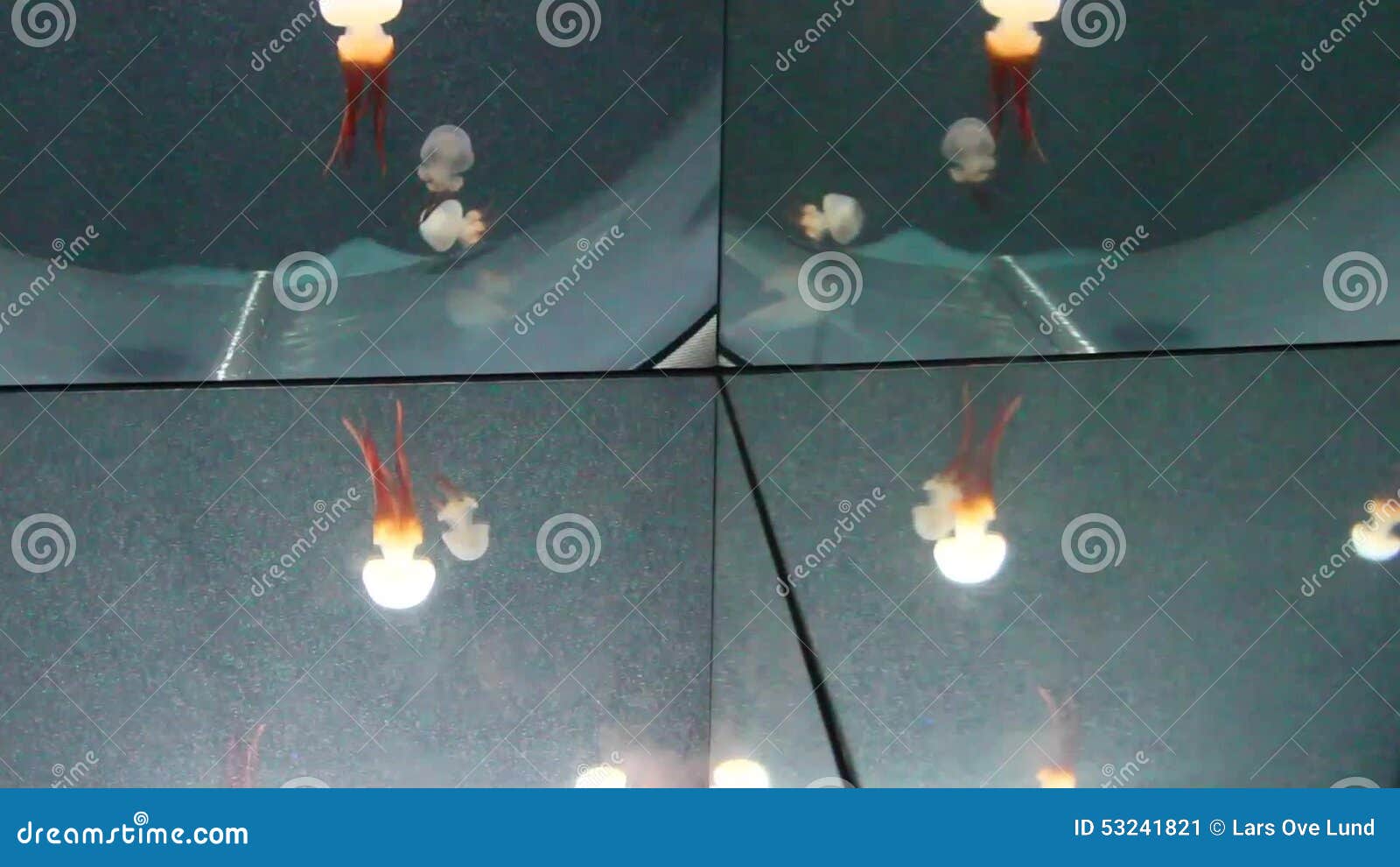 Optical Illusion of Octopus Stock Video - Video of optical, mirrored ...