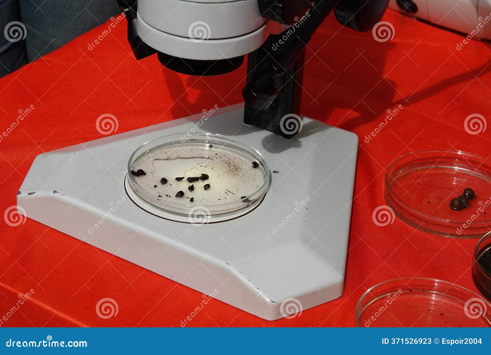 Optical Microscope Photograph Capturing Vibrant And Detailed Microbial ...