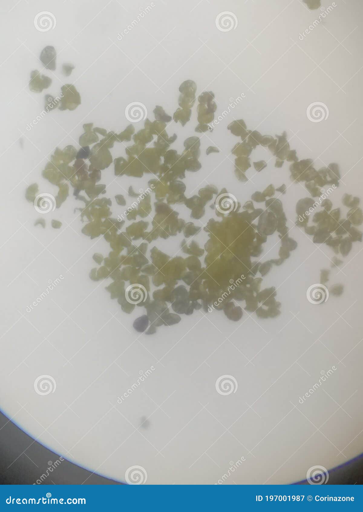 Pollen Under the Microscope Stock Image - Image of pollen, science ...