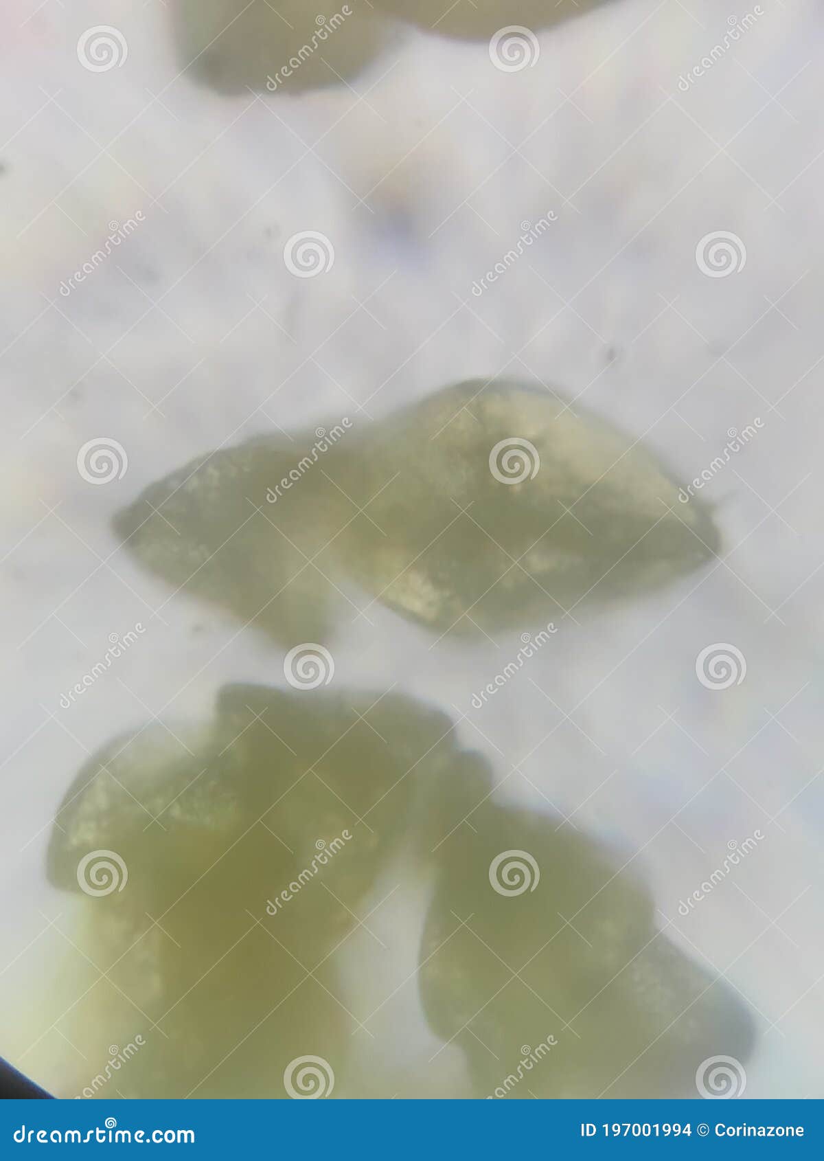 Pollen Under the Microscope Stock Photo - Image of biology, microscopy ...