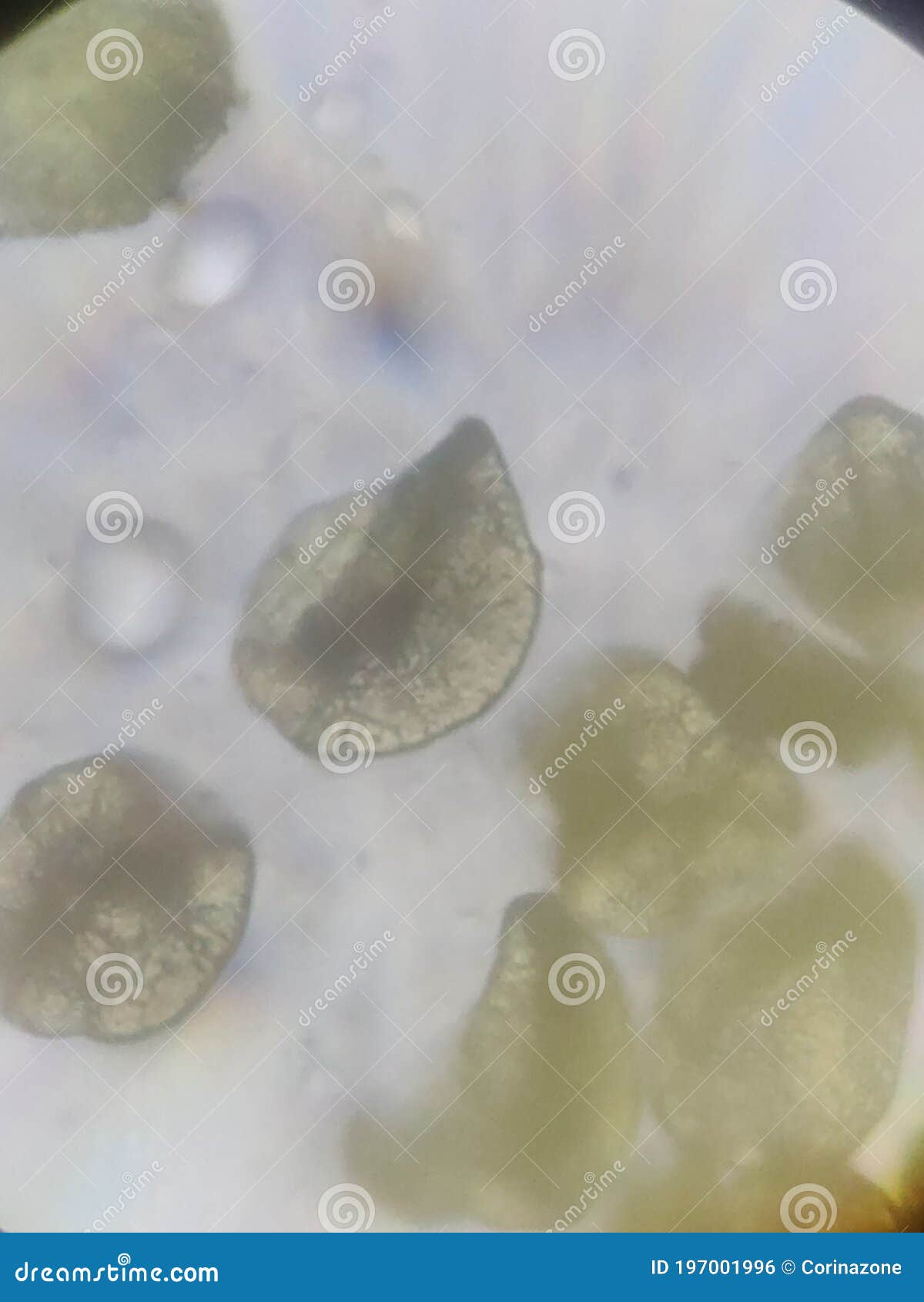 Pollen Under the Microscope Stock Photo - Image of science, microscope ...