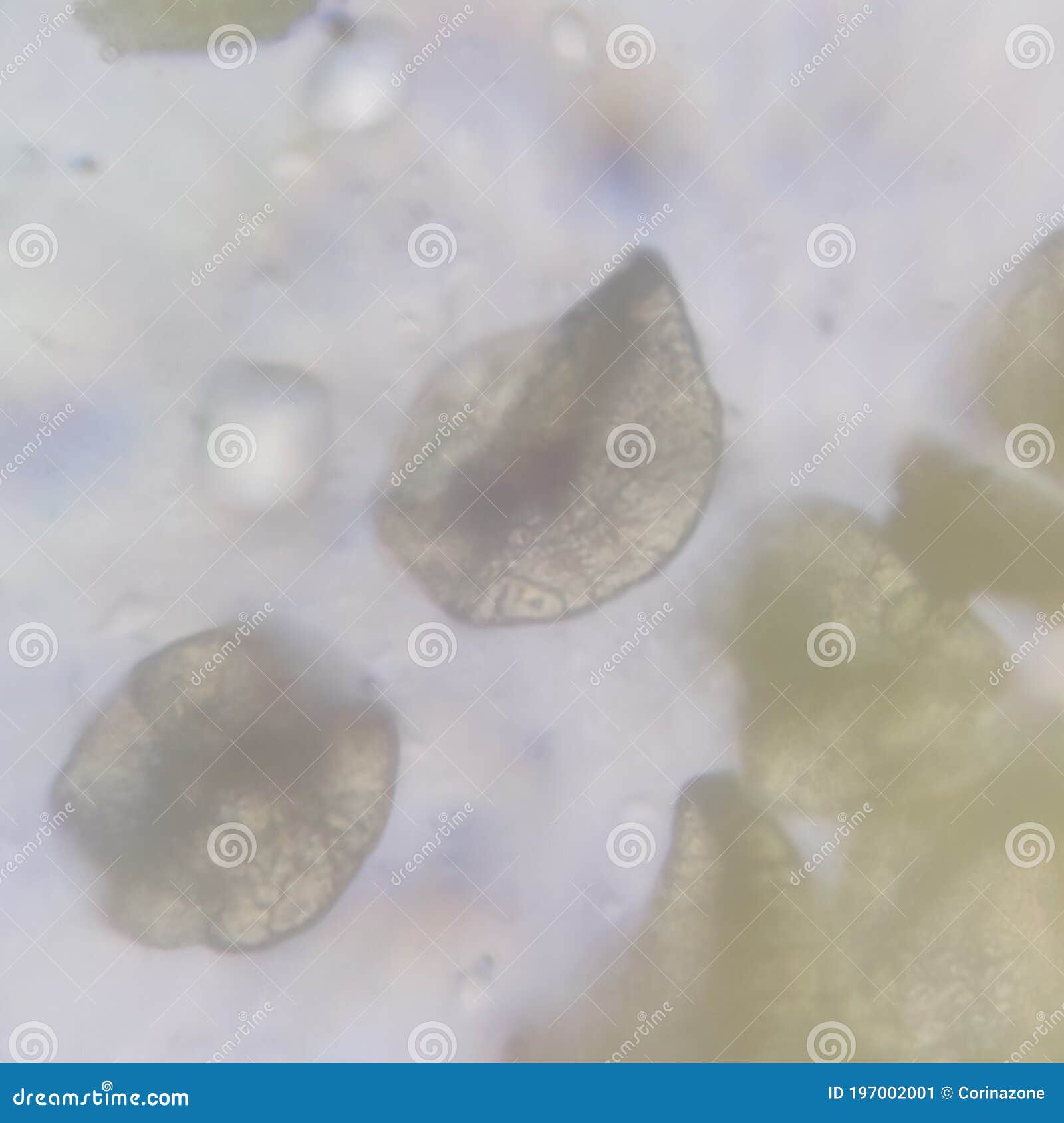Pollen Under the Microscope Stock Image - Image of botanical, plant ...