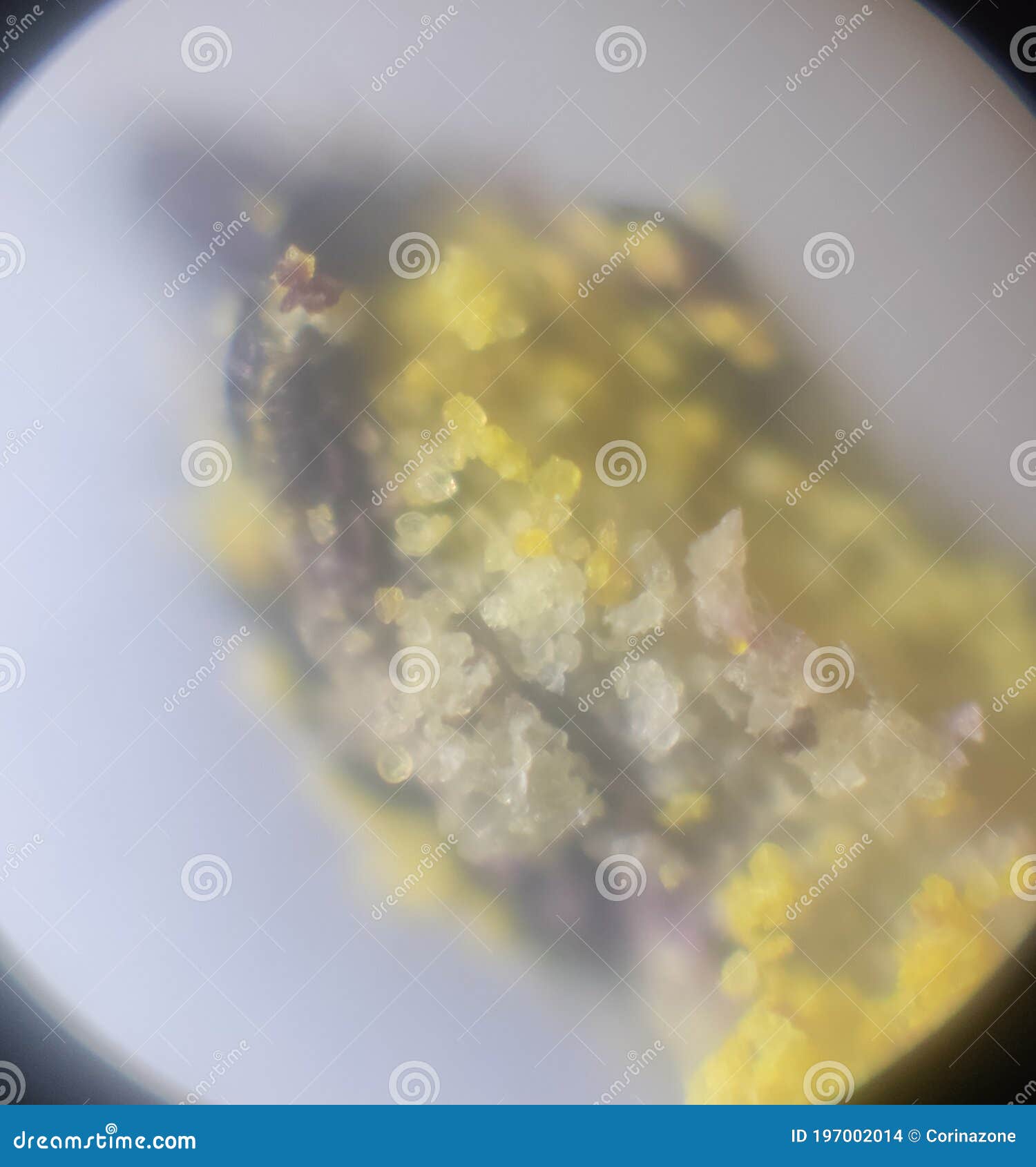 Pollen Under the Microscope Stock Photo - Image of optical, pollen ...
