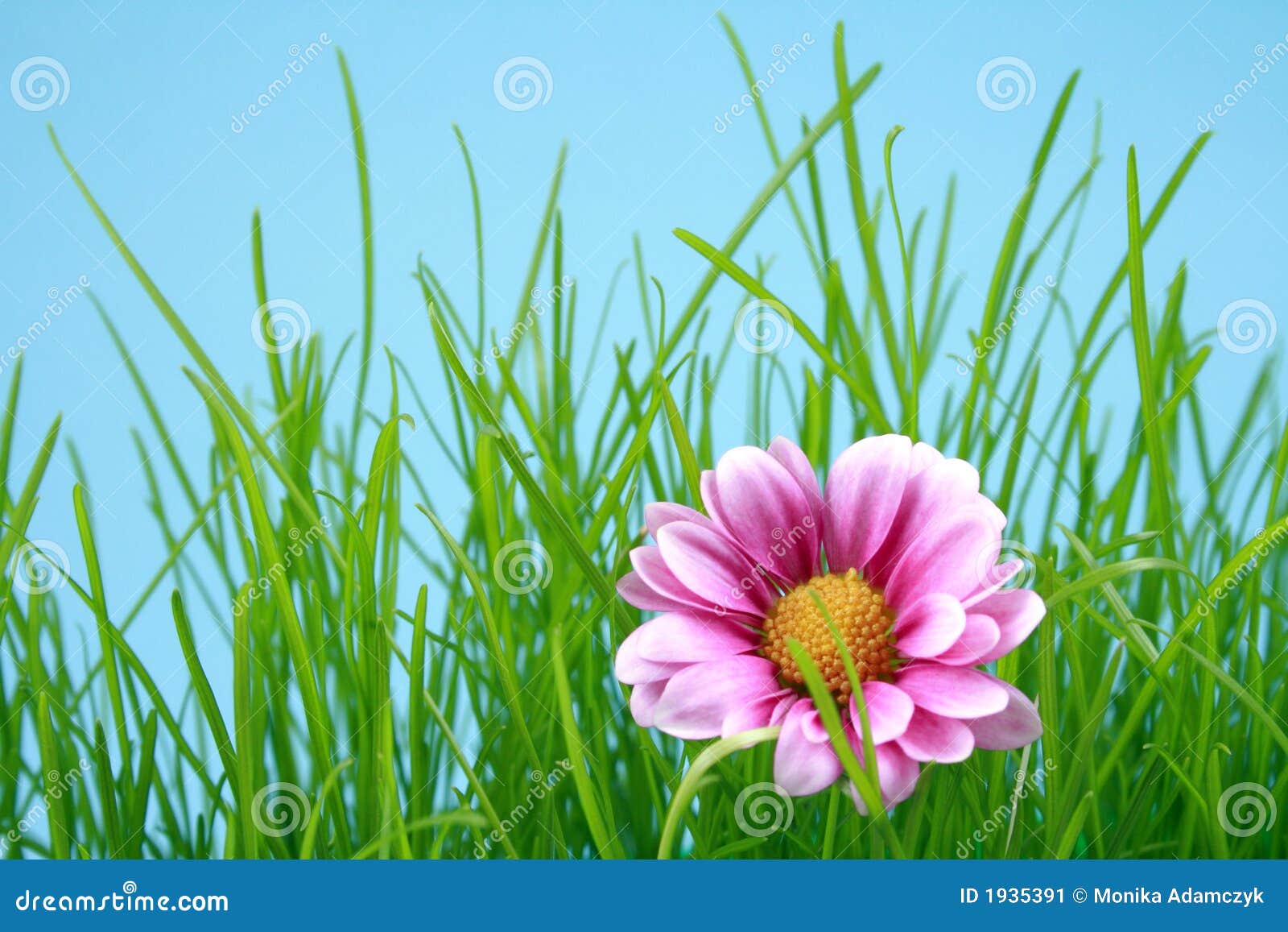 Optimistic stock image. Image of landscape, nature, spring - 1935391