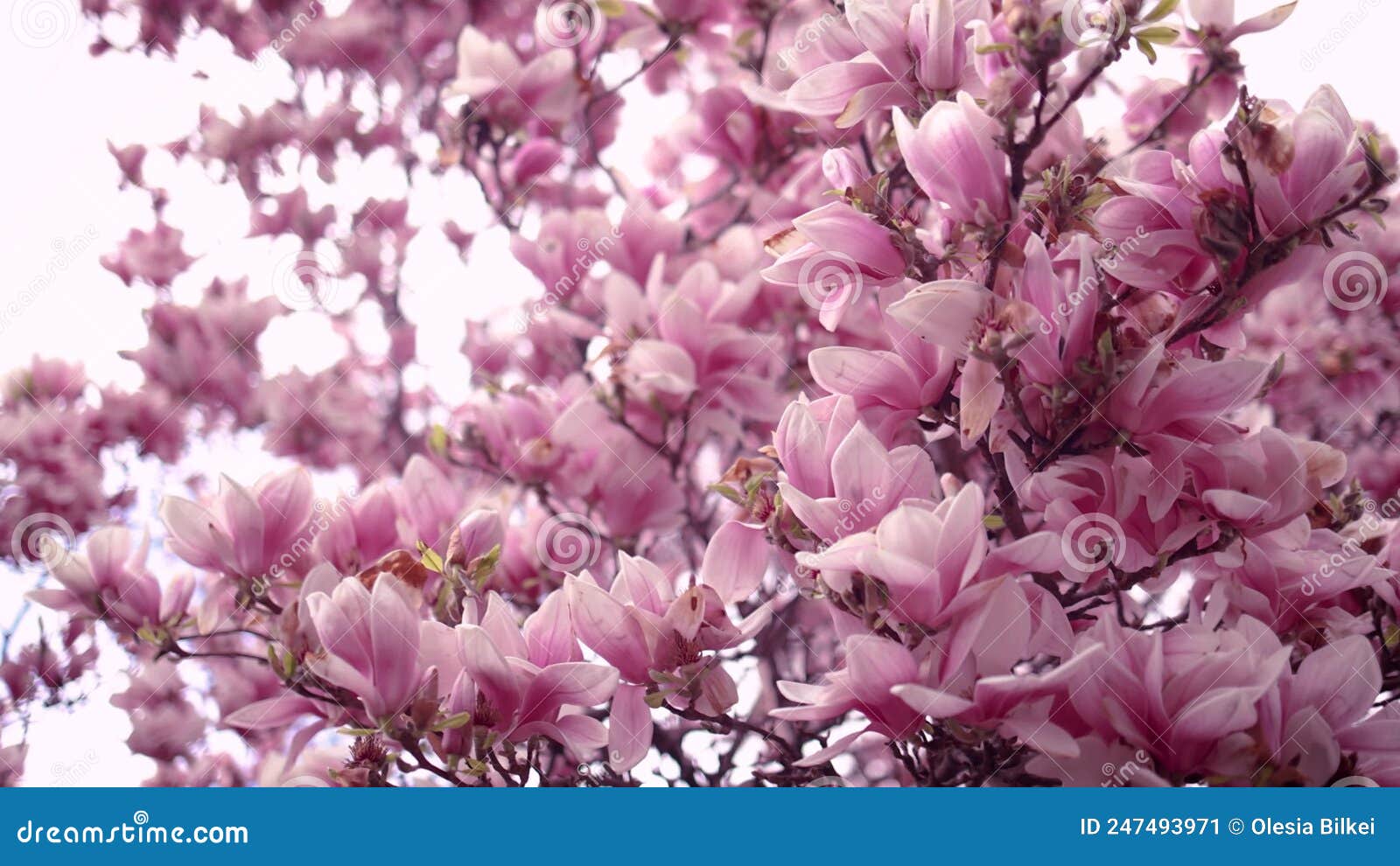 Opulent Blooming Magnolia Tree Swaying on the Wind on Spring Day Stock ...