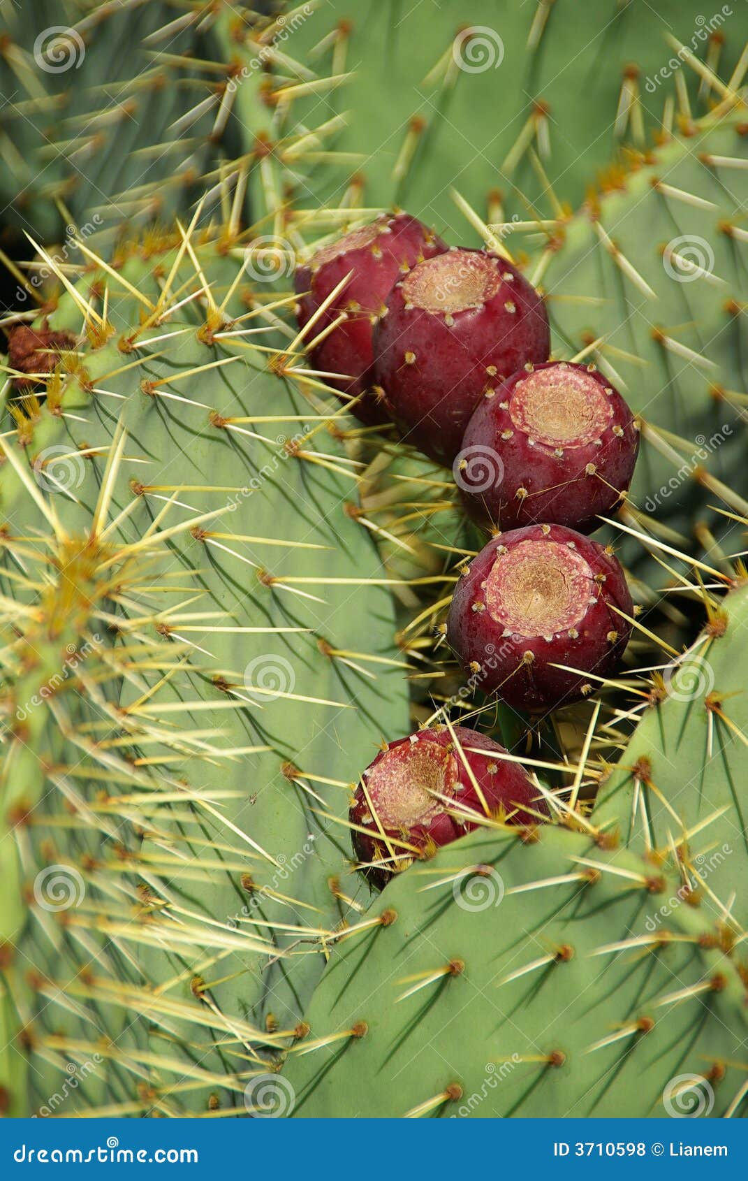 Opuntia 02 stock photo. Image of south, thorn, opuntia - 3710598