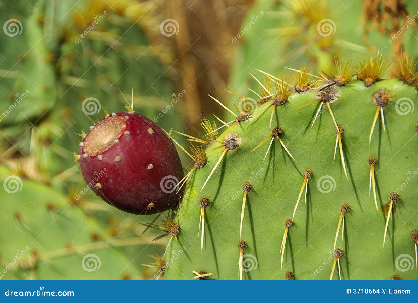 Close-up Opuntia Ficus-indica Or Prickly Pear Also Named Cactus Pear ...
