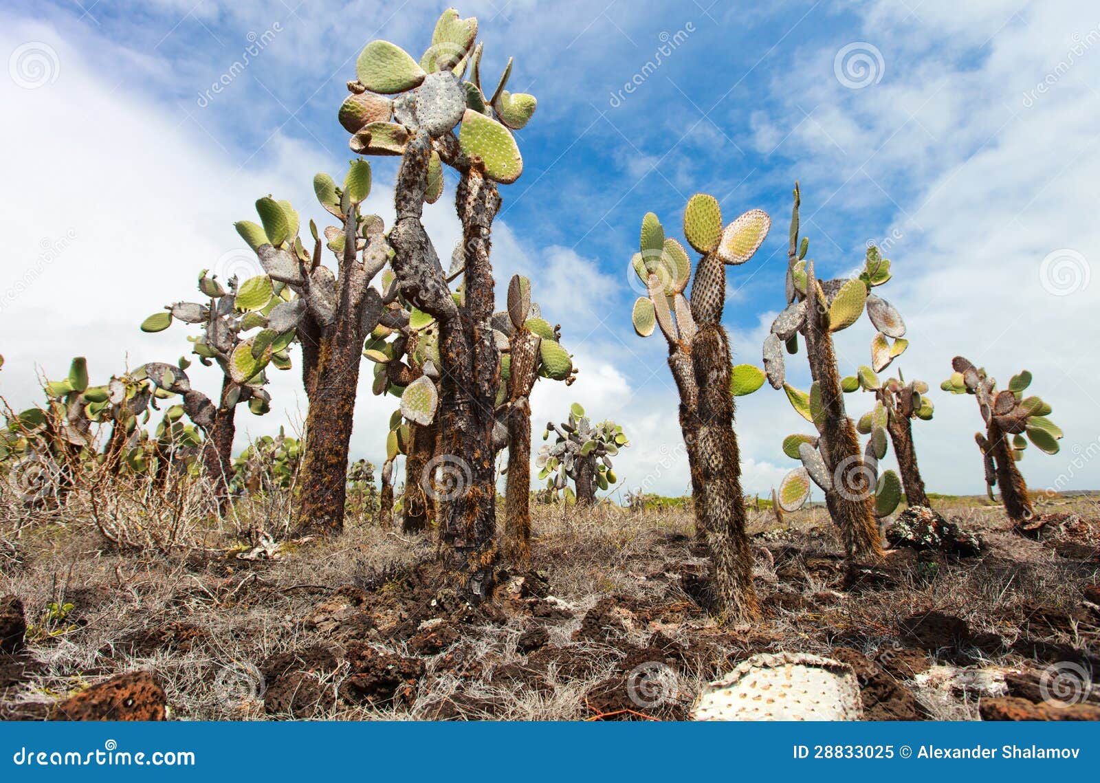 Opuntia cactus forest stock image. Image of prickly, national - 28833025