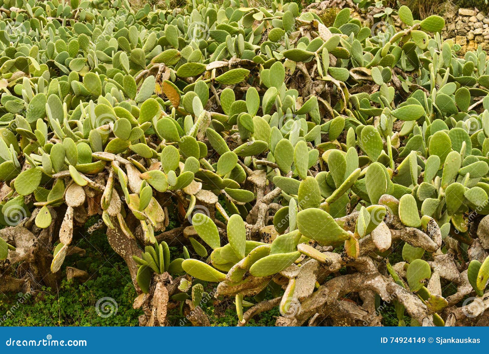 Opuntia cactus plantation stock image. Image of island - 74924149