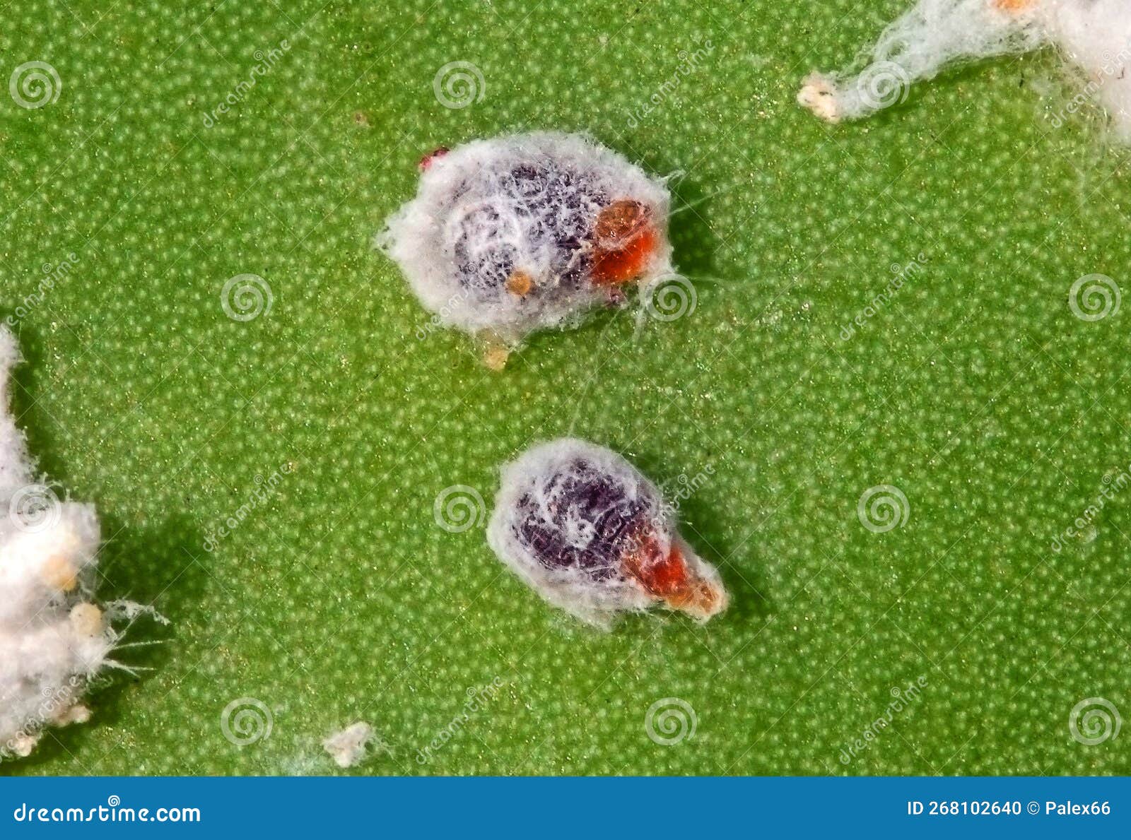 Opuntia Cochineal Scale, Dactylopius Opuntiae Stock Photo - Image of ...