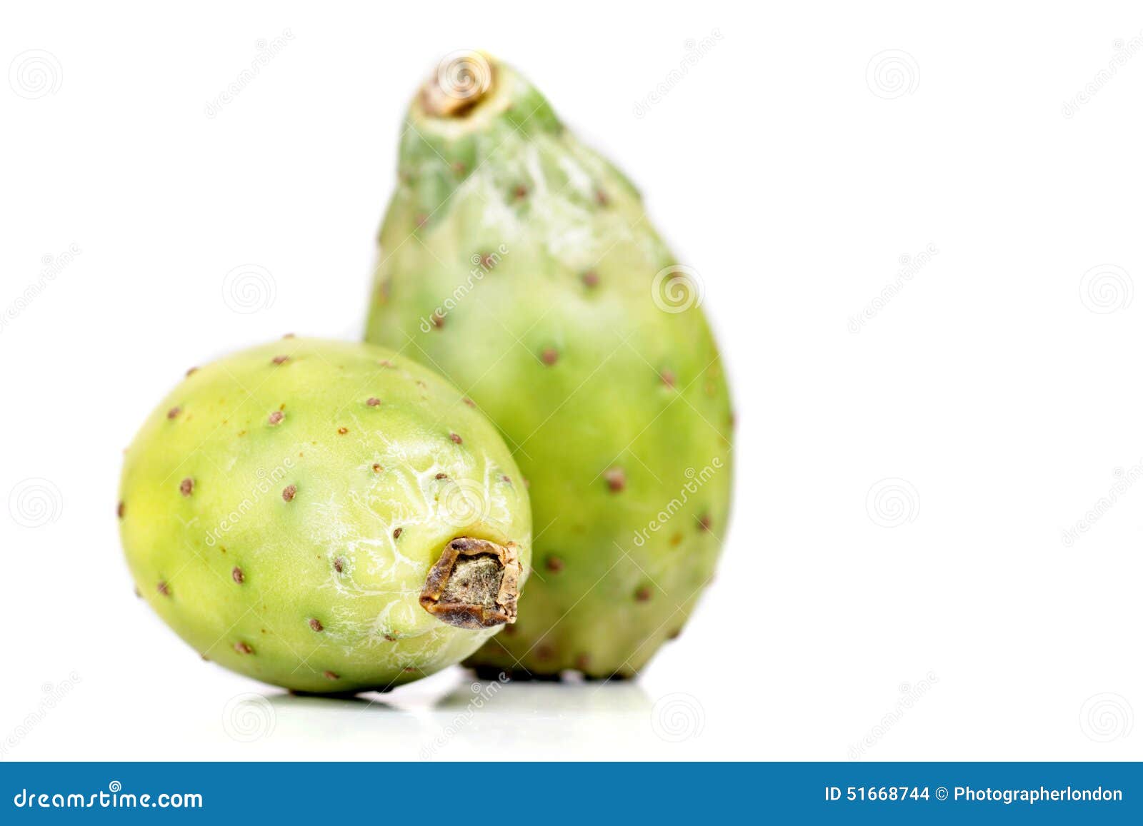 Opuntia ficus indica stock photo. Image of closeup, isolated - 51668744