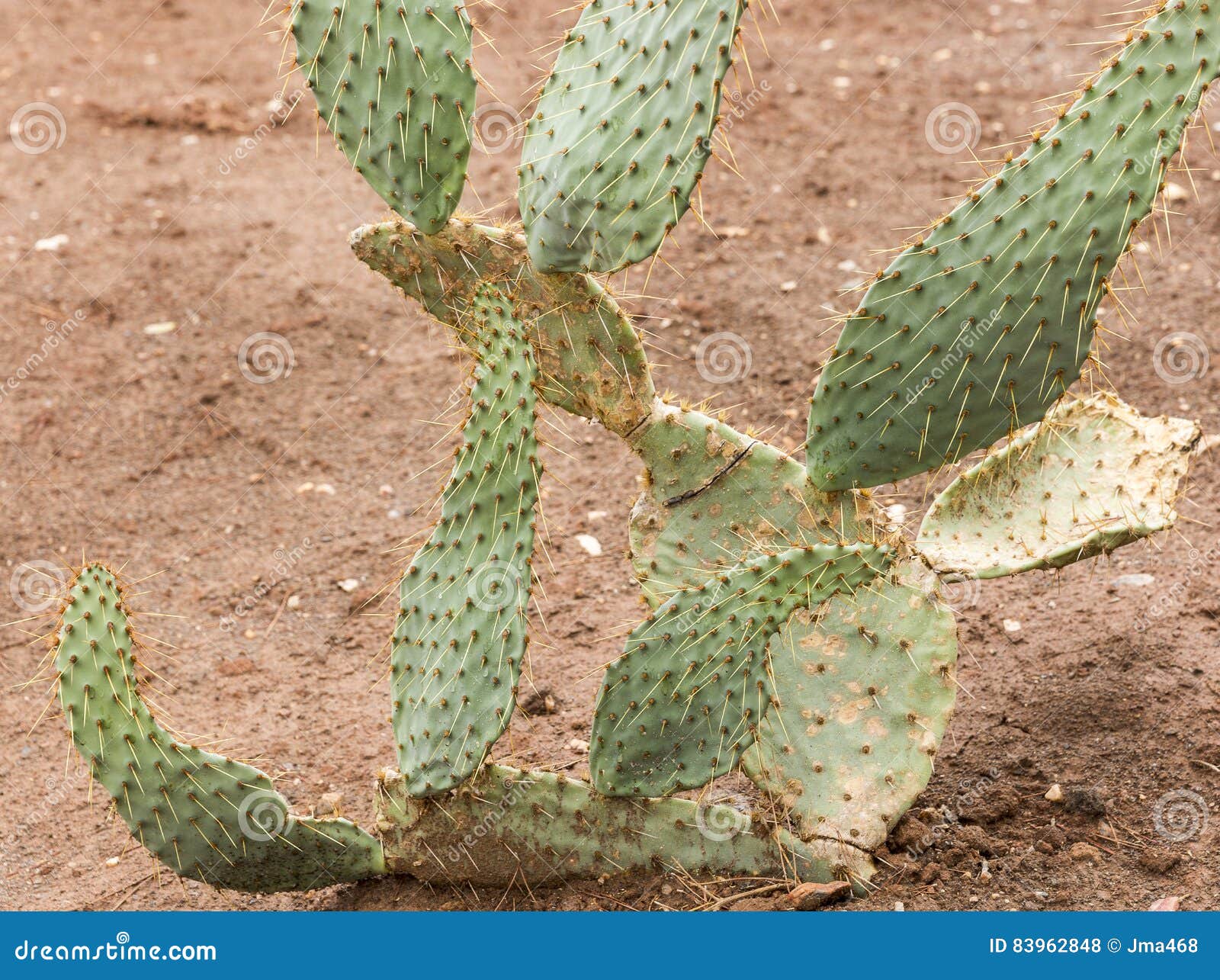 Opuntia Linguiformis Engelmannii Cactus in Nature Stock Photo - Image ...