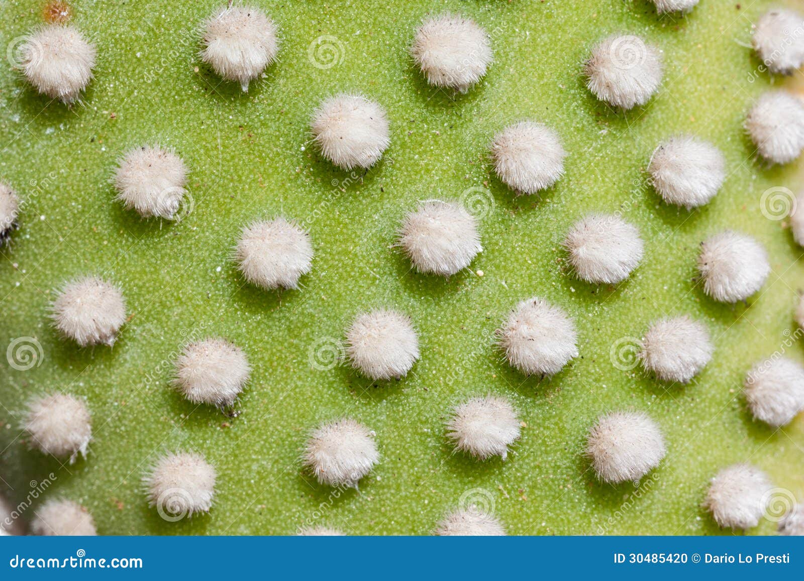 Opuntia macro stock photo. Image of garden, pattern, phylloclade - 30485420