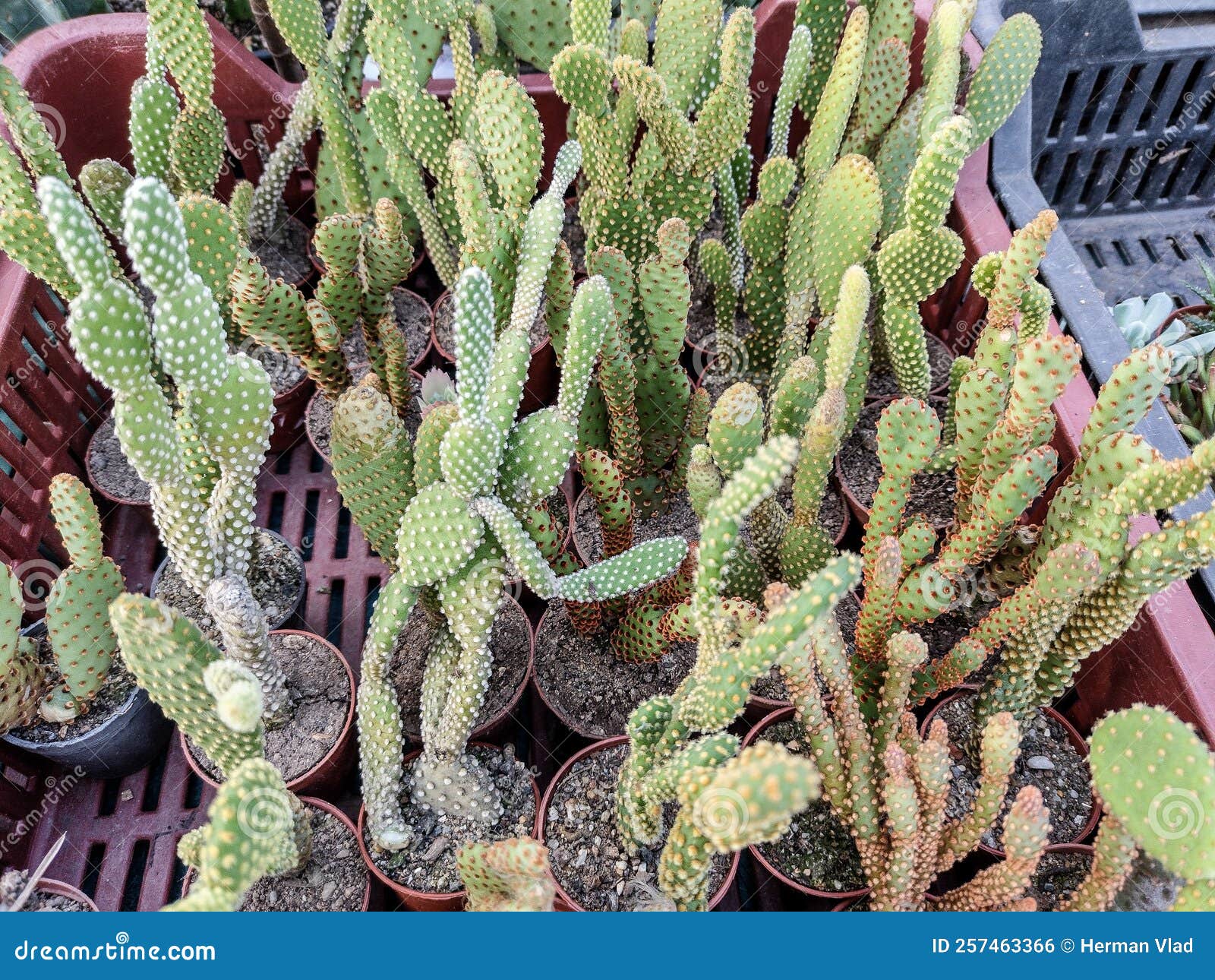 Opuntia Microdasys Cactus. Cactus in the Pots Stock Photo - Image of ...