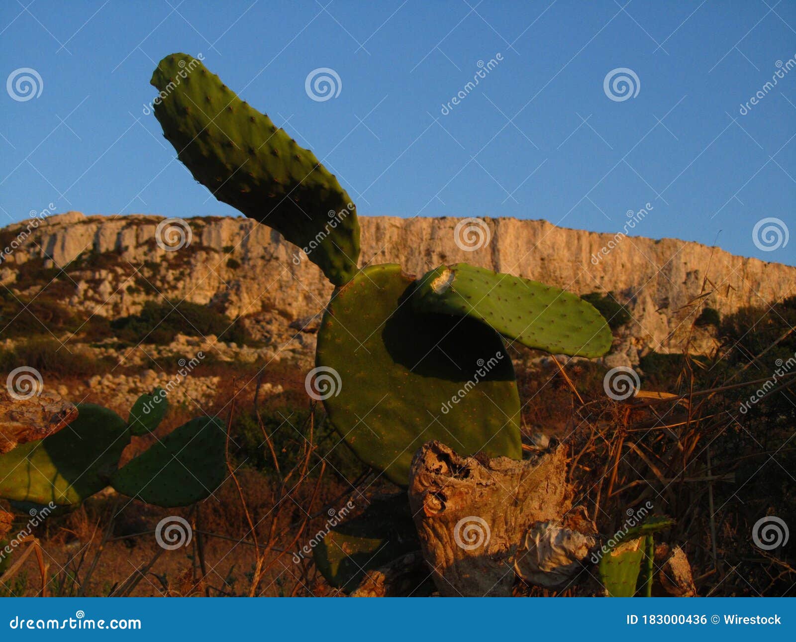 Opuntia Prickly Pear Cactus Tree in Front of the Cliff in Malta Stock ...