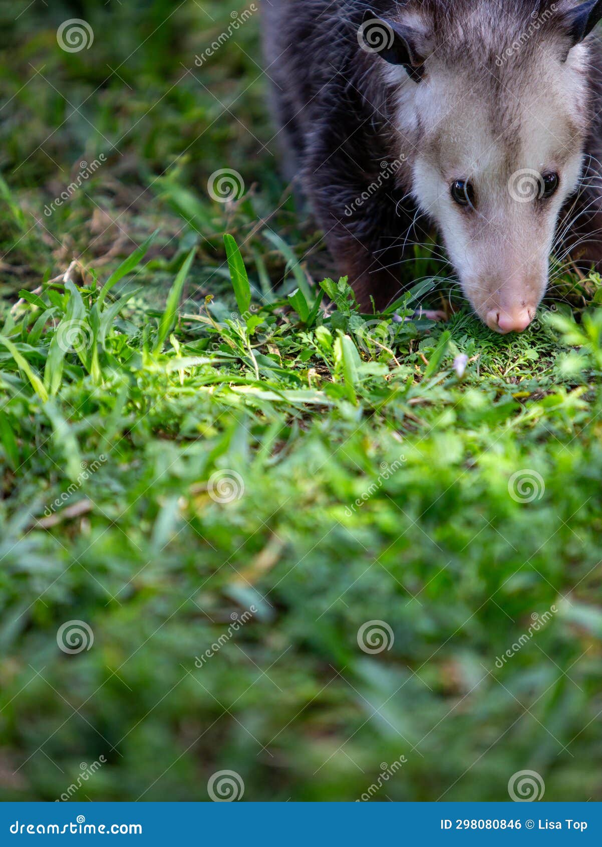 Opussum sniffing around stock photo. Image of opposum - 298080846