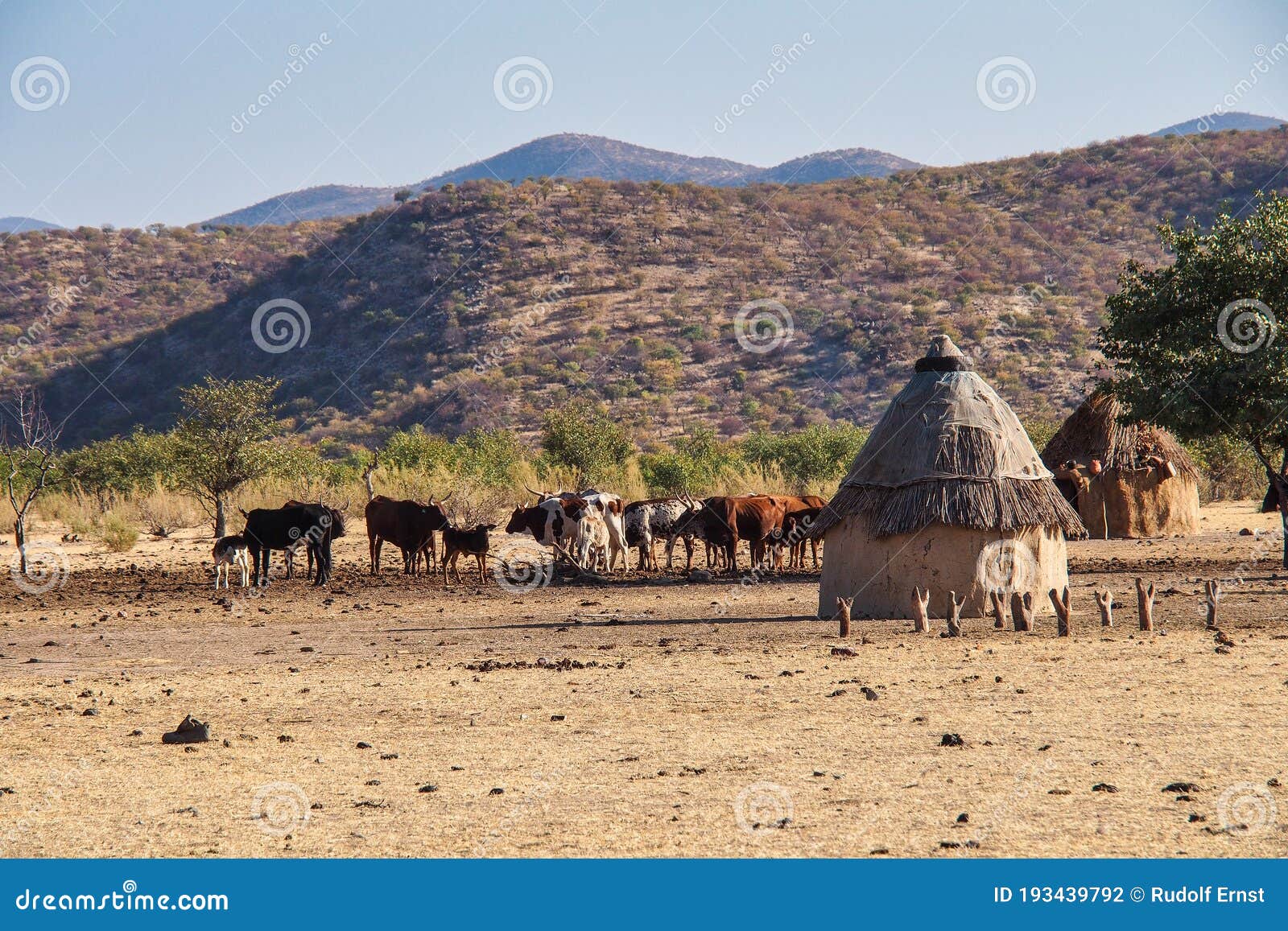 Opuwo Namibia Jul 07 2019 Typical Himba Tribe Village With Cows