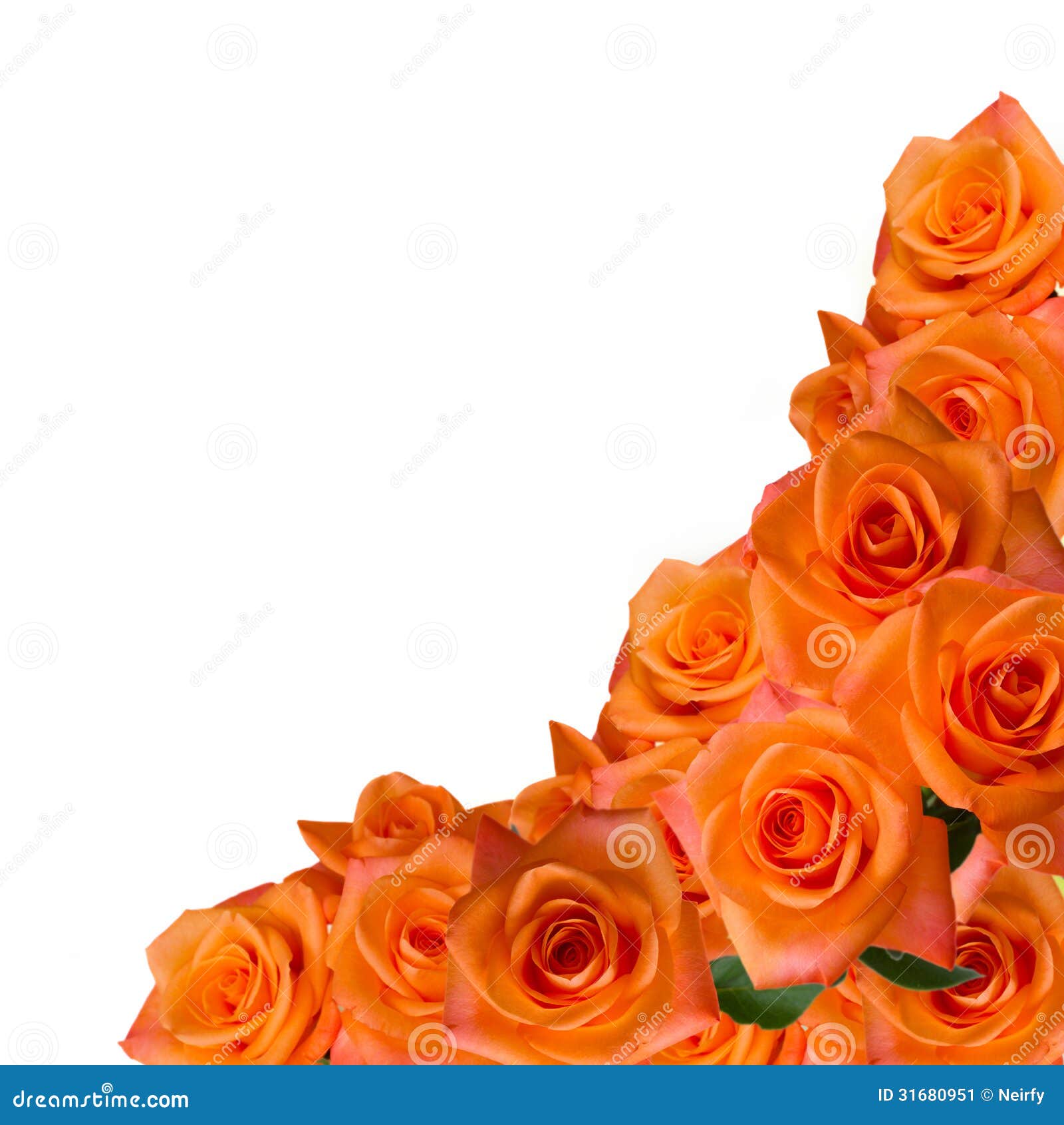 Orabge Roses Border On White Stock Image - Image: 31680951