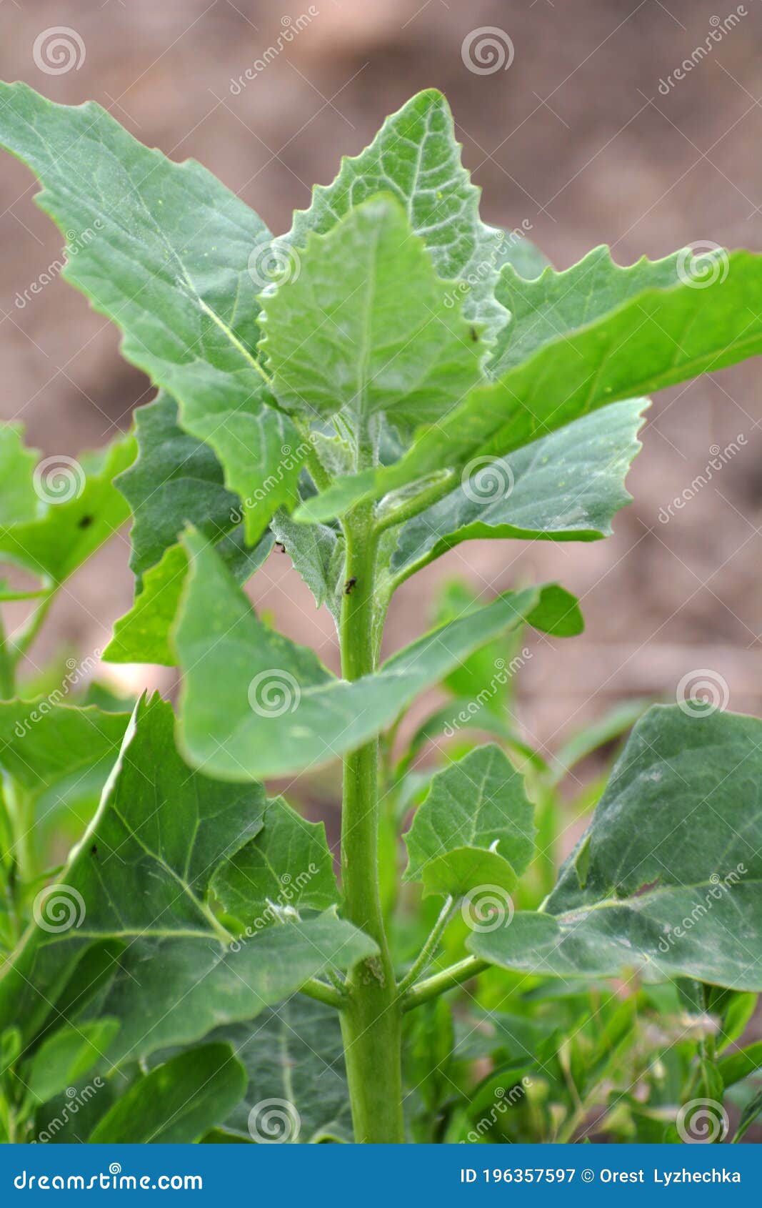 Red Orach, Atriplex Hortensis Royalty-Free Stock Photo | CartoonDealer ...
