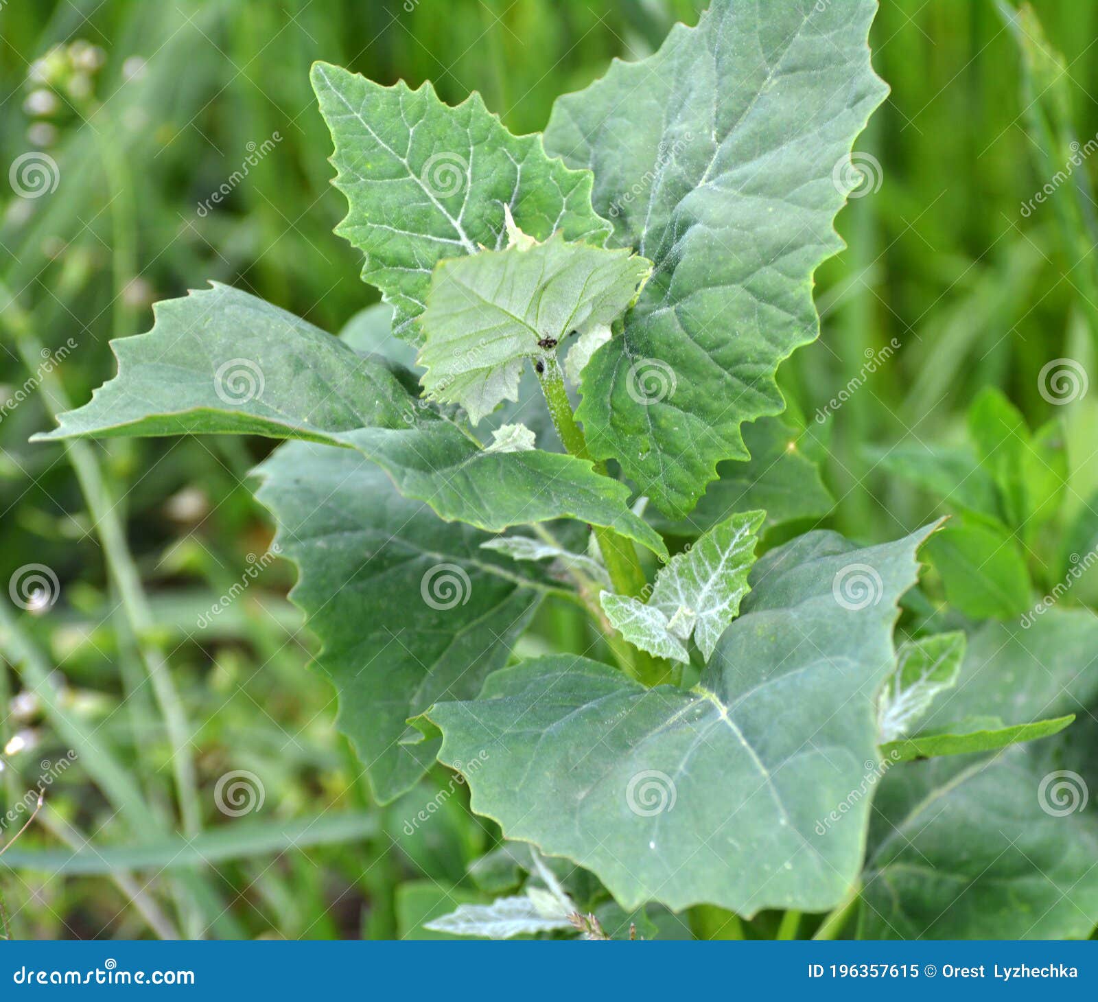 Red Orach, Atriplex Hortensis Royalty-Free Stock Photo | CartoonDealer ...