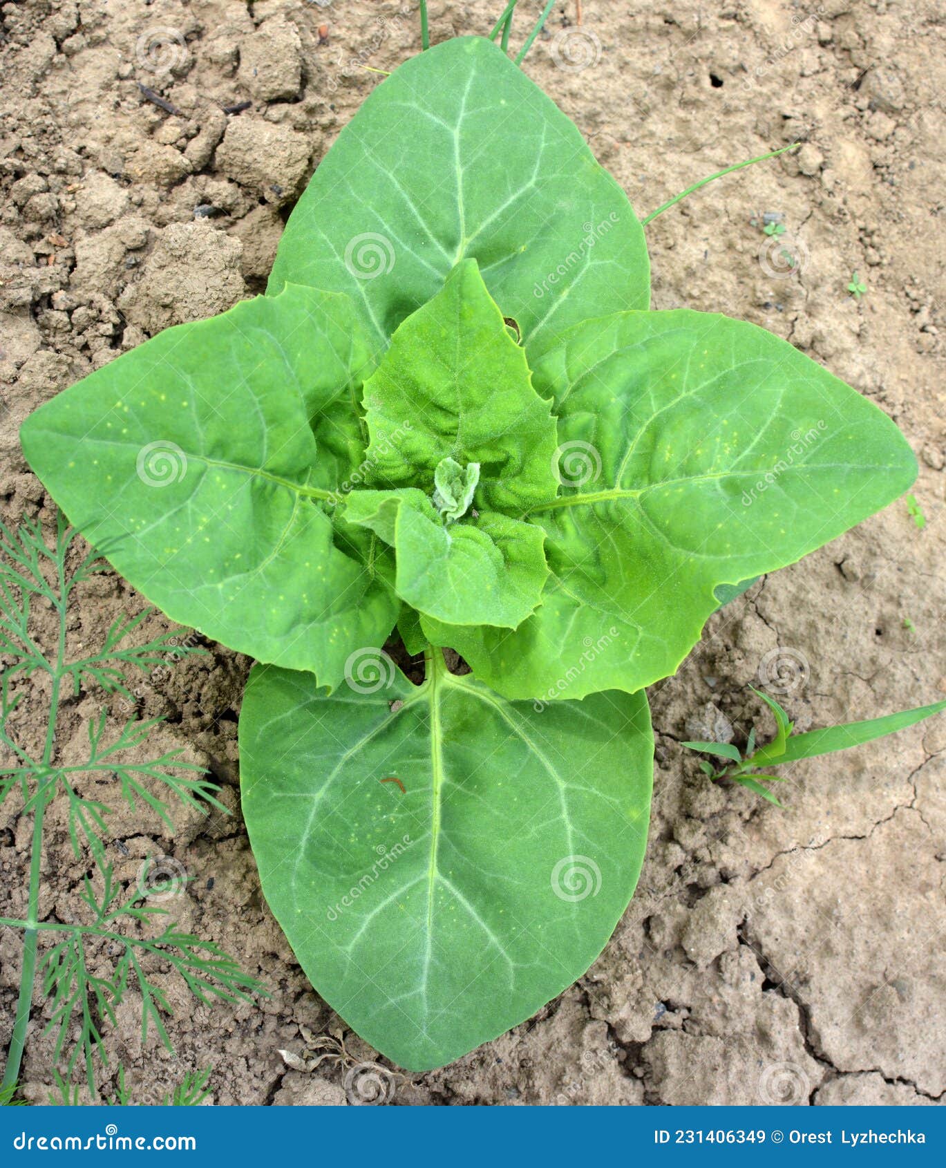 Orach Atriplex Hortensis Grows in the Garden Stock Image - Image of ...