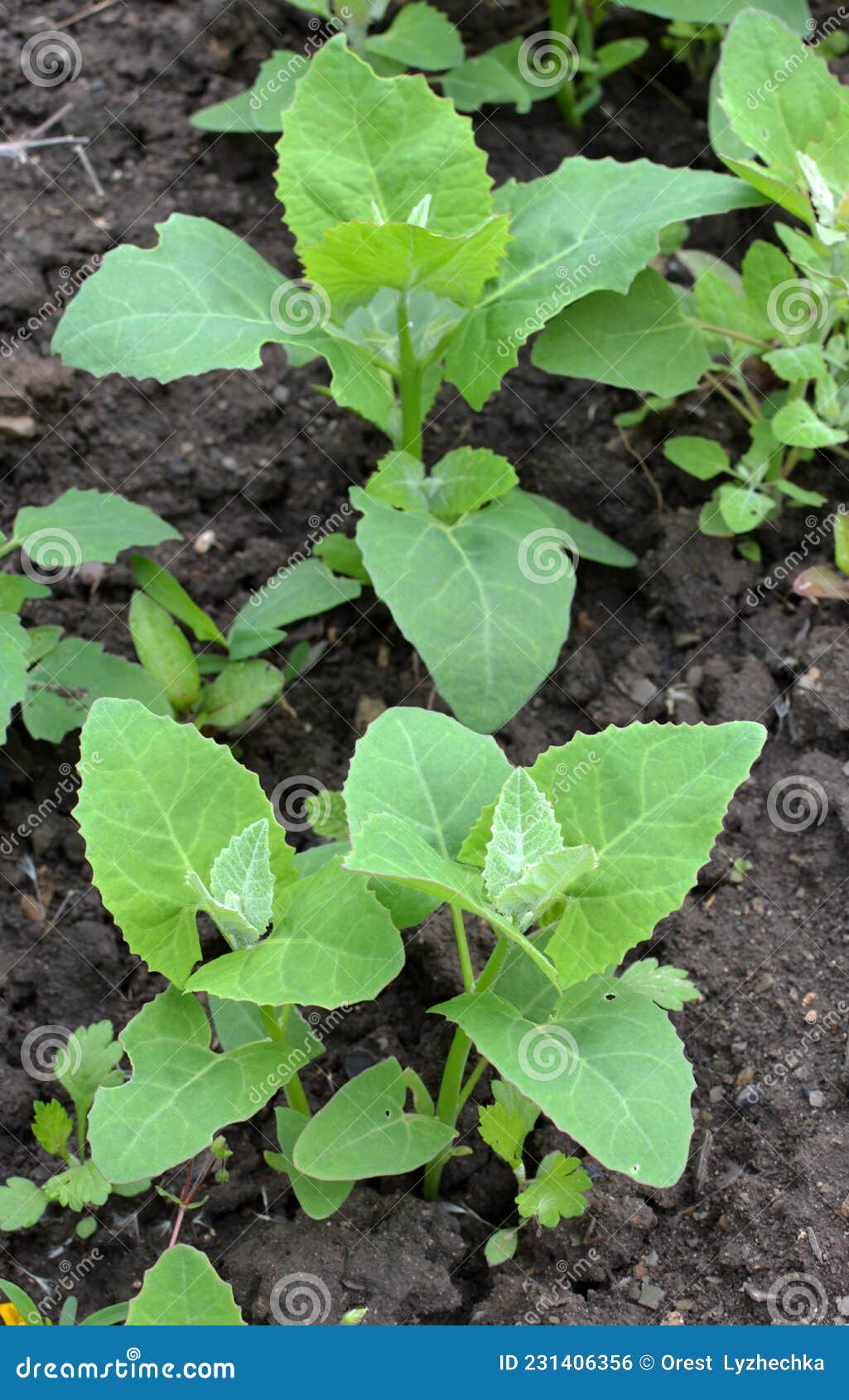 Orach Atriplex Hortensis Grows in the Garden Stock Photo - Image of ...