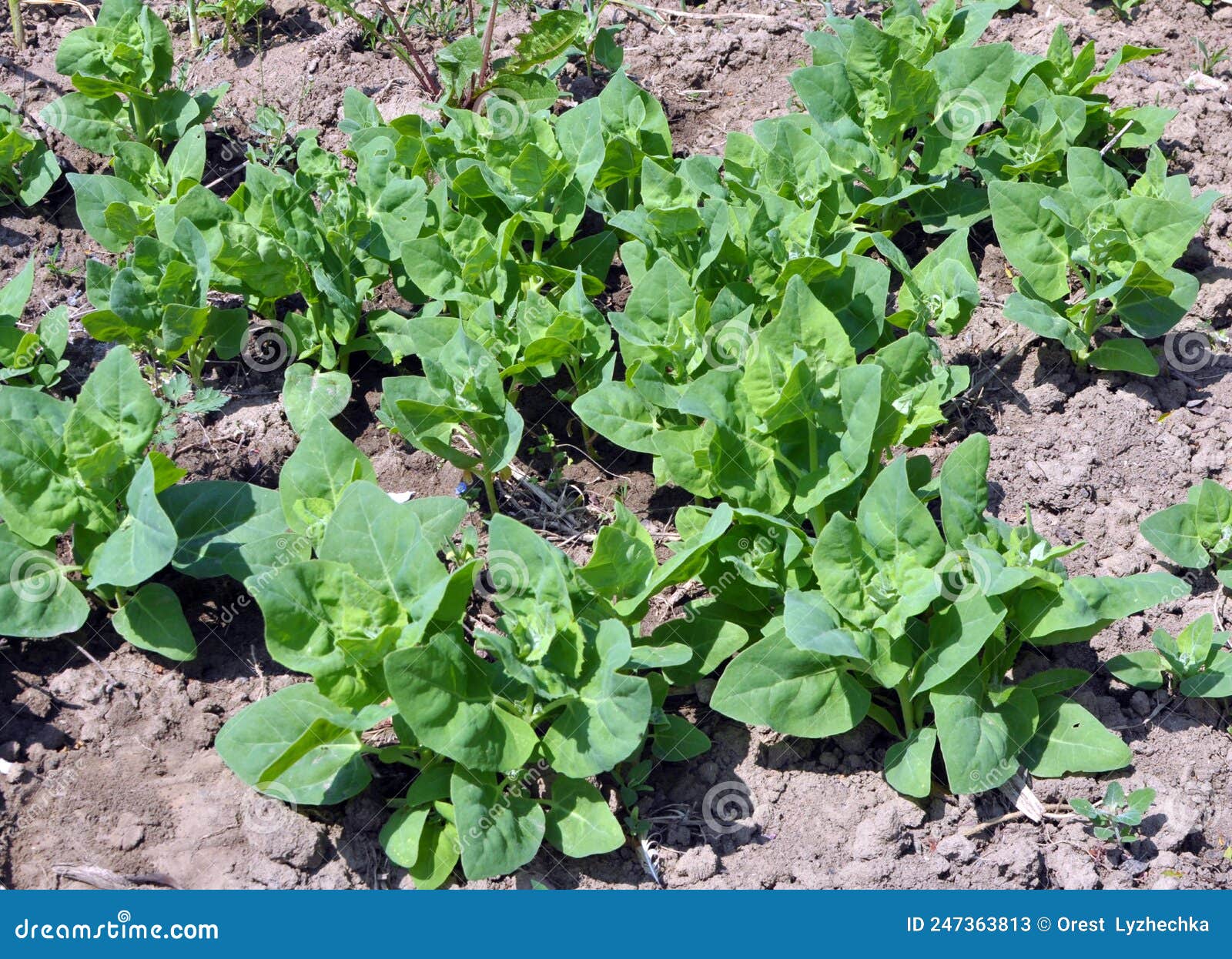 Orach Atriplex Hortensis Grows in the Garden Stock Image - Image of ...
