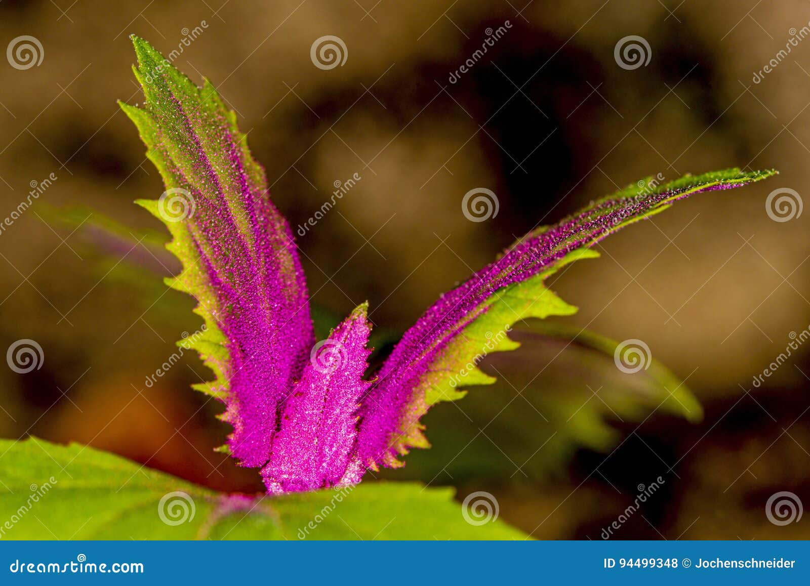 The Orache, One of the Oldest Plants for Food Stock Photo - Image of ...