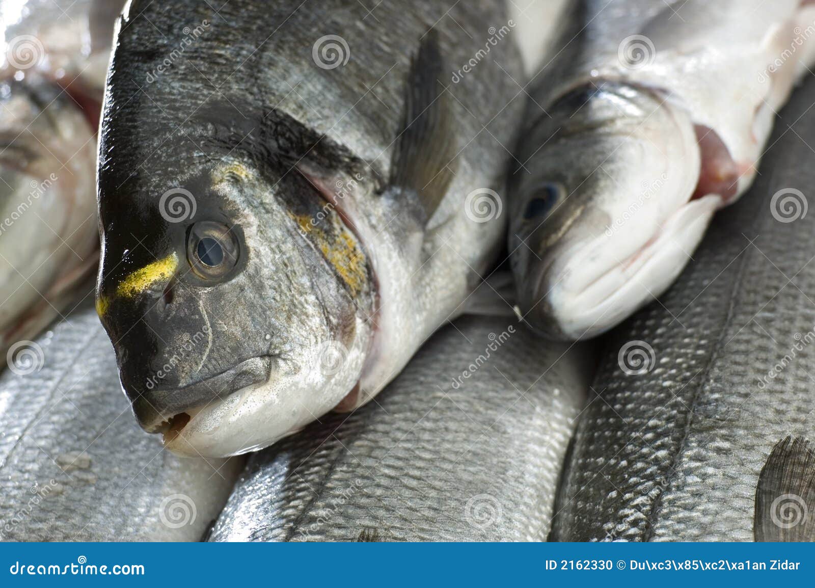 Orada стоковое фото. изображение насчитывающей здорово - 2162330