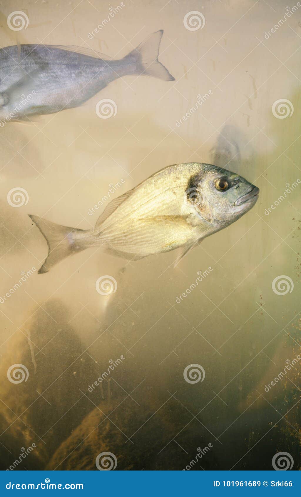 Orada fish in aquarium stock image. Image of sparus - 101961689