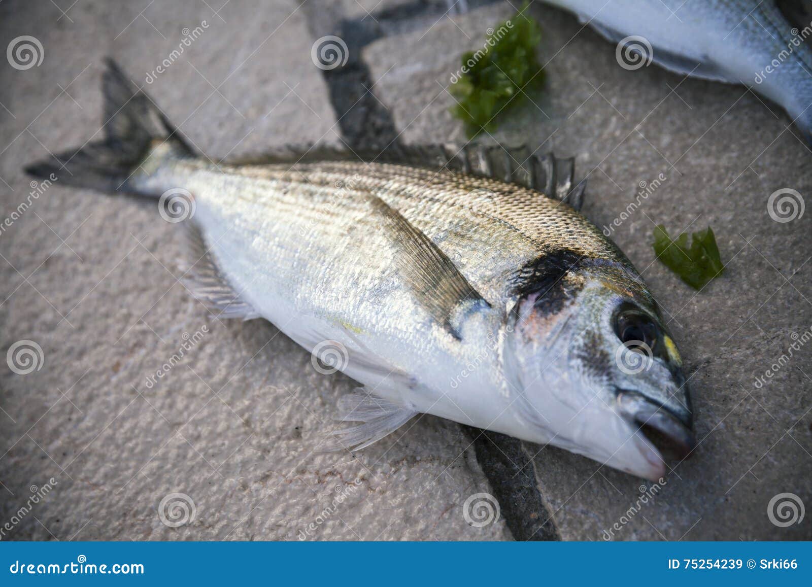 Orada fish close up stock image. Image of animal, market - 75254239