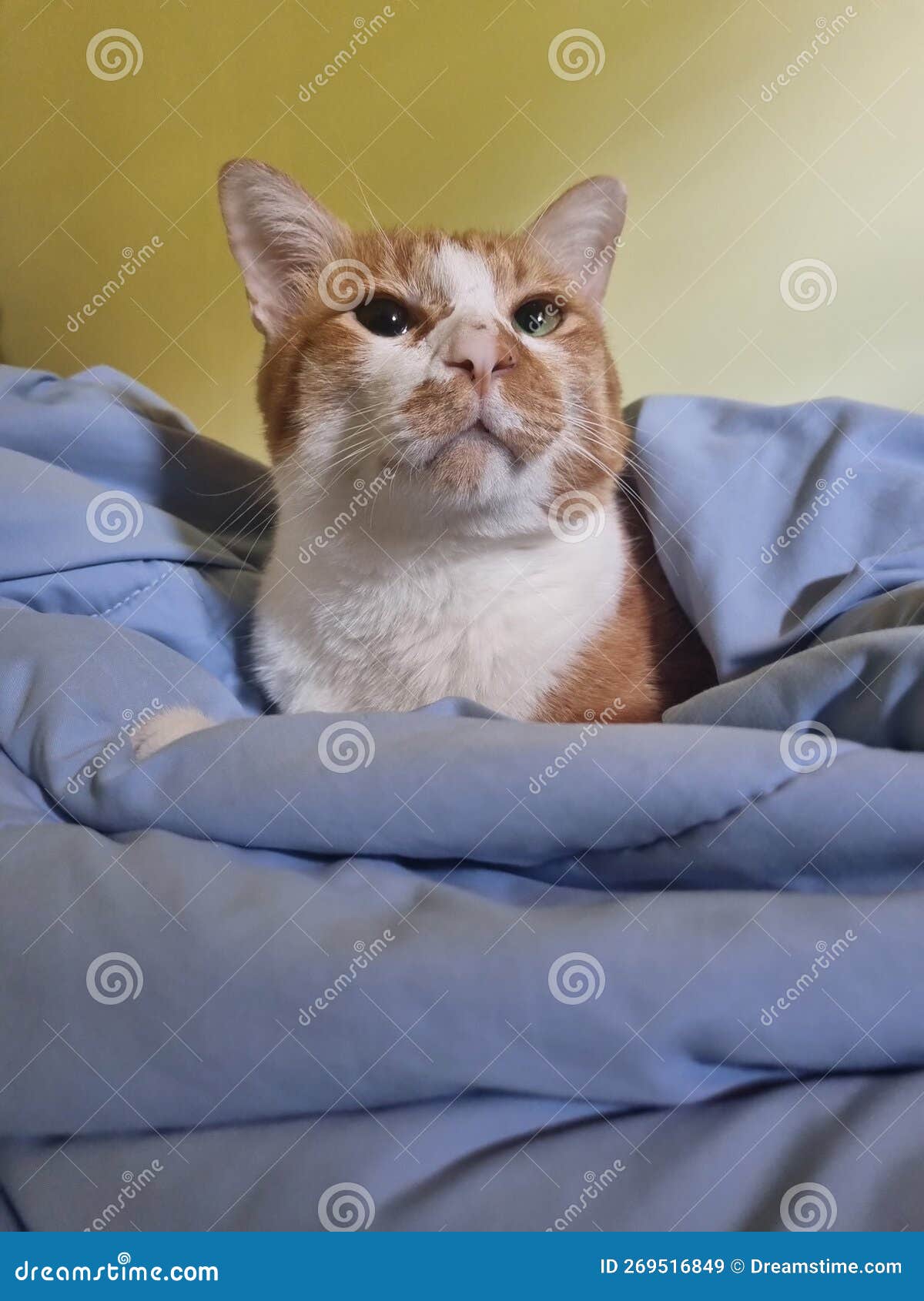 Orage big eye cat look up stock image. Image of cats - 269516849