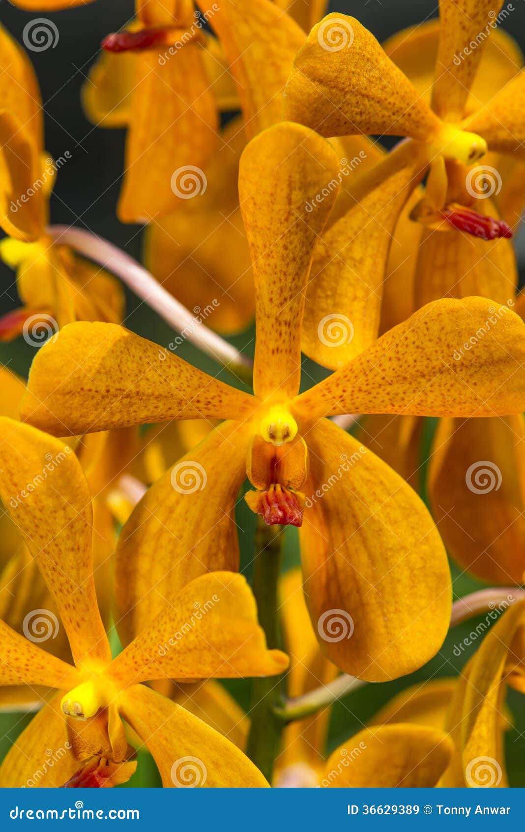 Orage Mokara兰花 库存图片. 图片 包括有 园艺, 杂种, 花瓣, 热带, 工厂, 黄色, 橙色 - 36629389