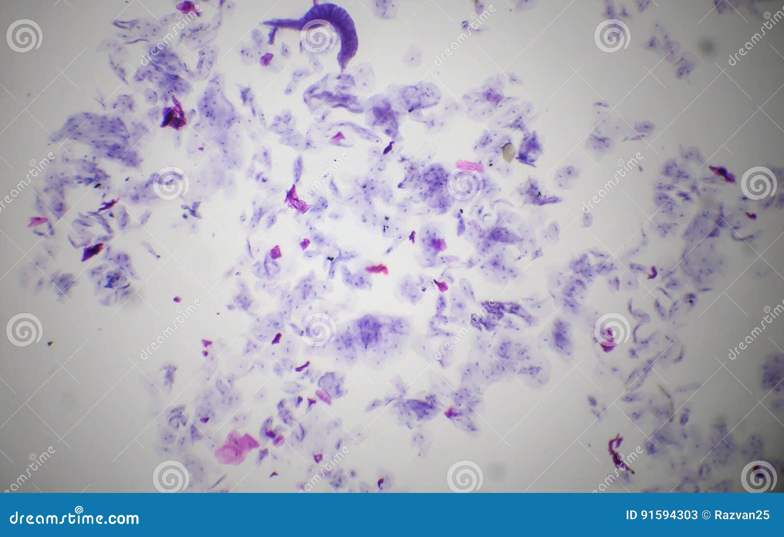 Oral Cavity Mucous Membrane Under the Microscope Stock Image - Image of ...