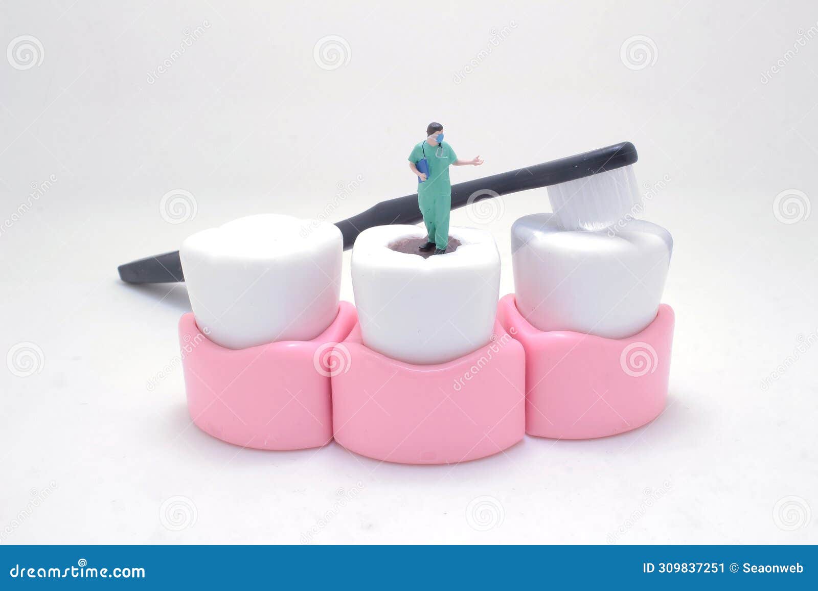 Oral Hygiene, Artificial Model Tooth, Brushing Teeth Stock Image ...