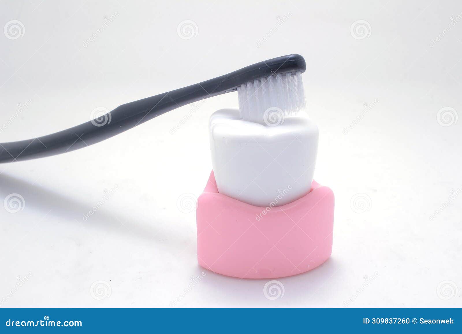 Oral Hygiene, Artificial Model Tooth, Brushing Teeth Stock Photo ...