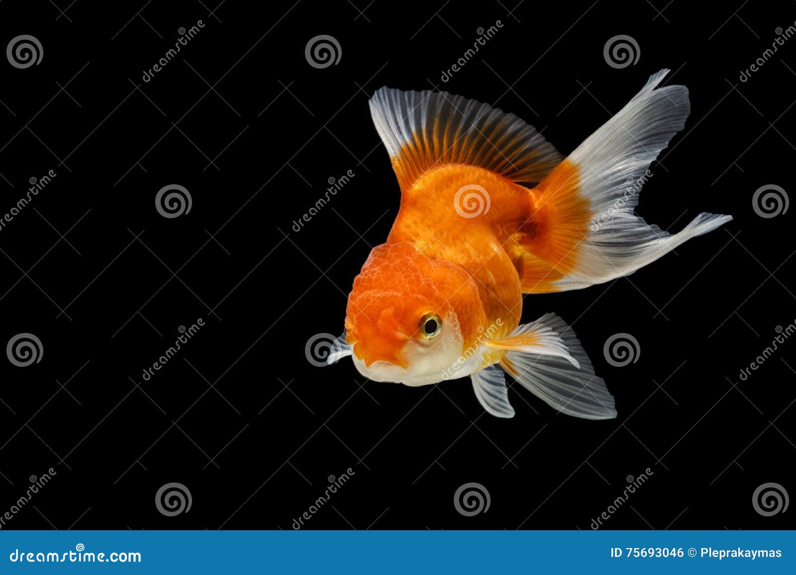 Gold Oranda Goldfish Royalty-Free Stock Photography | CartoonDealer.com ...