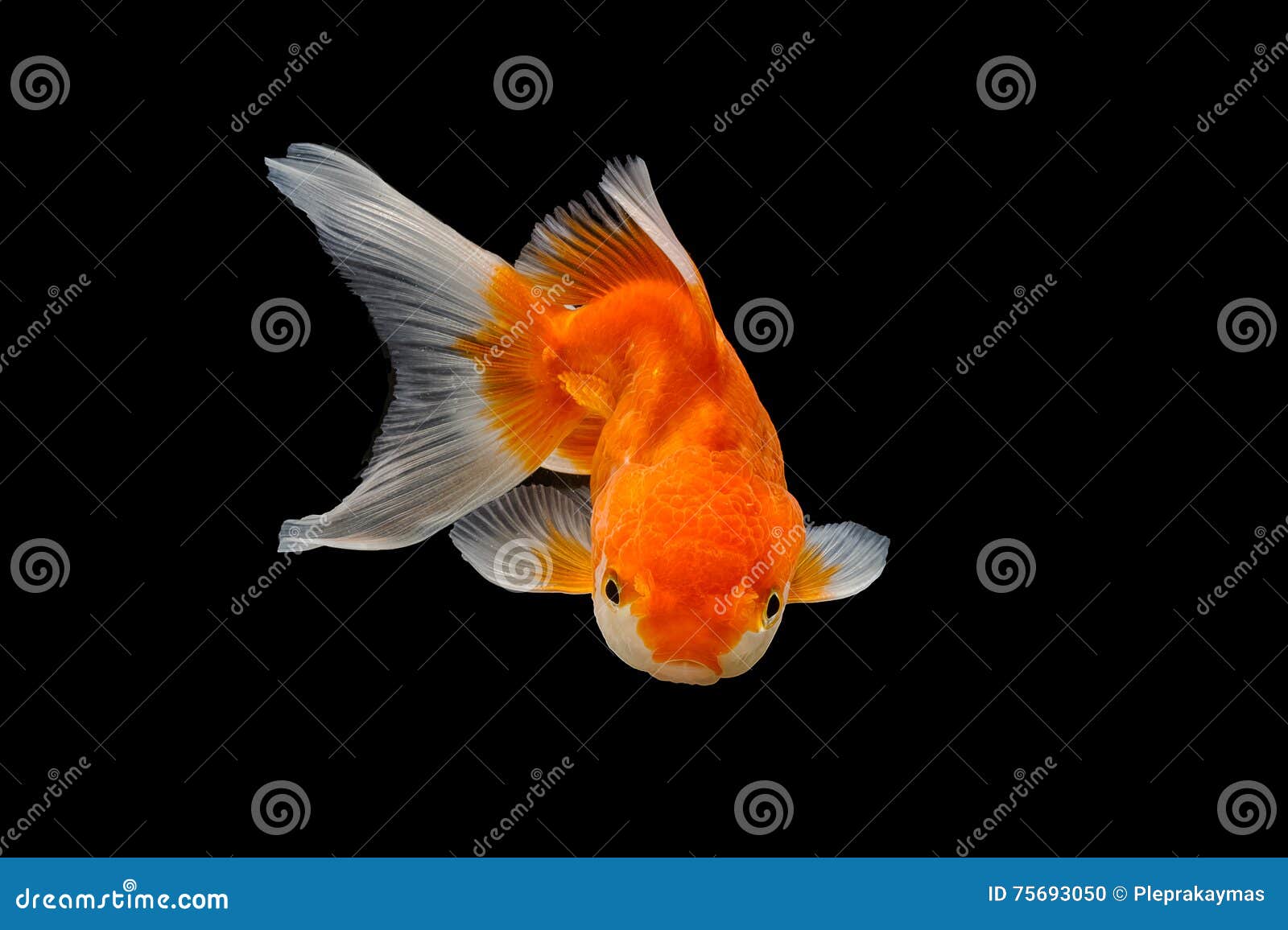 Gold Oranda Goldfish Royalty-Free Stock Photography | CartoonDealer.com ...
