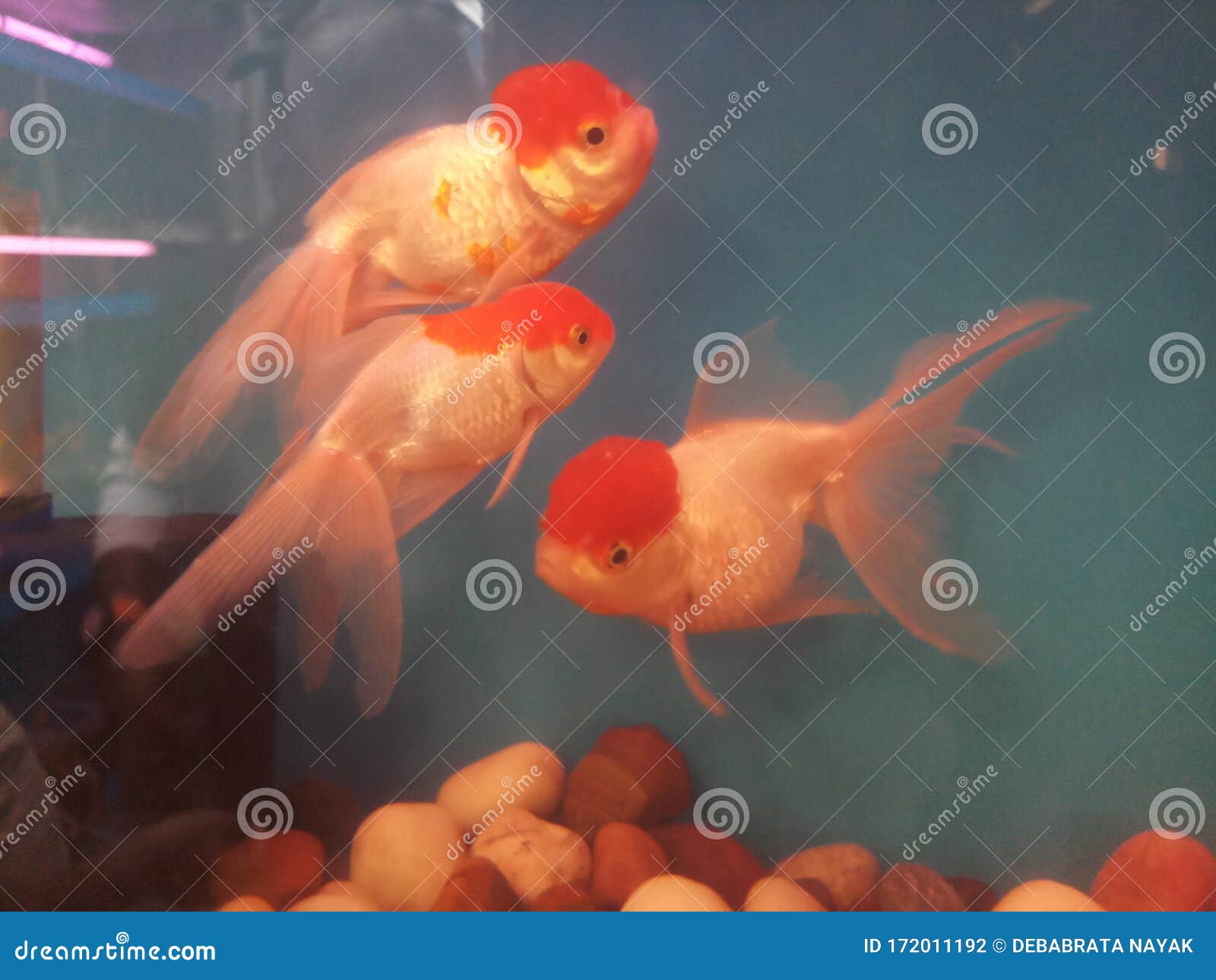 Oranda gold fish stock photo. Image of concept, move - 172011192