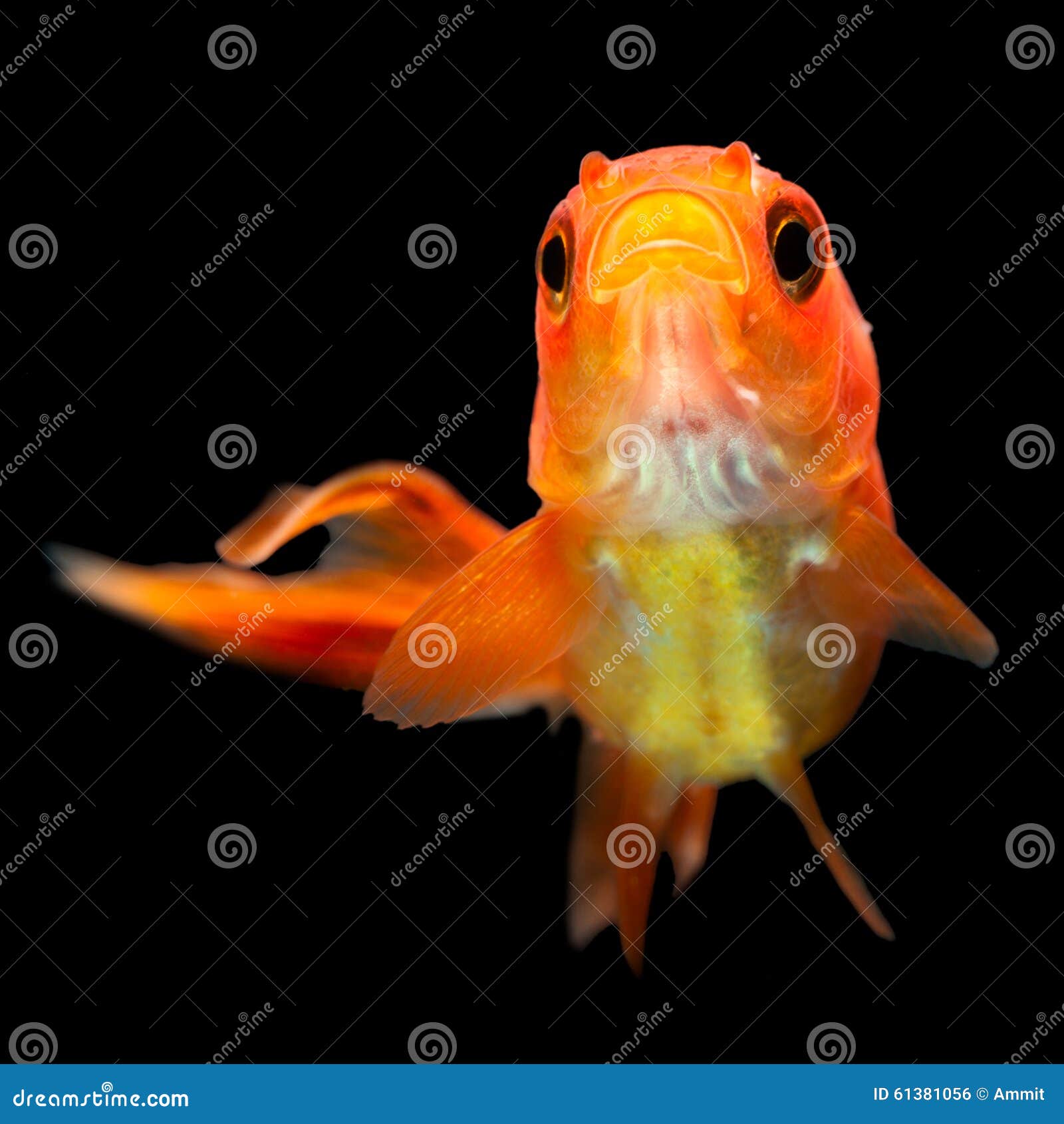 Oranda Goldfish Fry stock photo. Image of carp, fauna - 61381056
