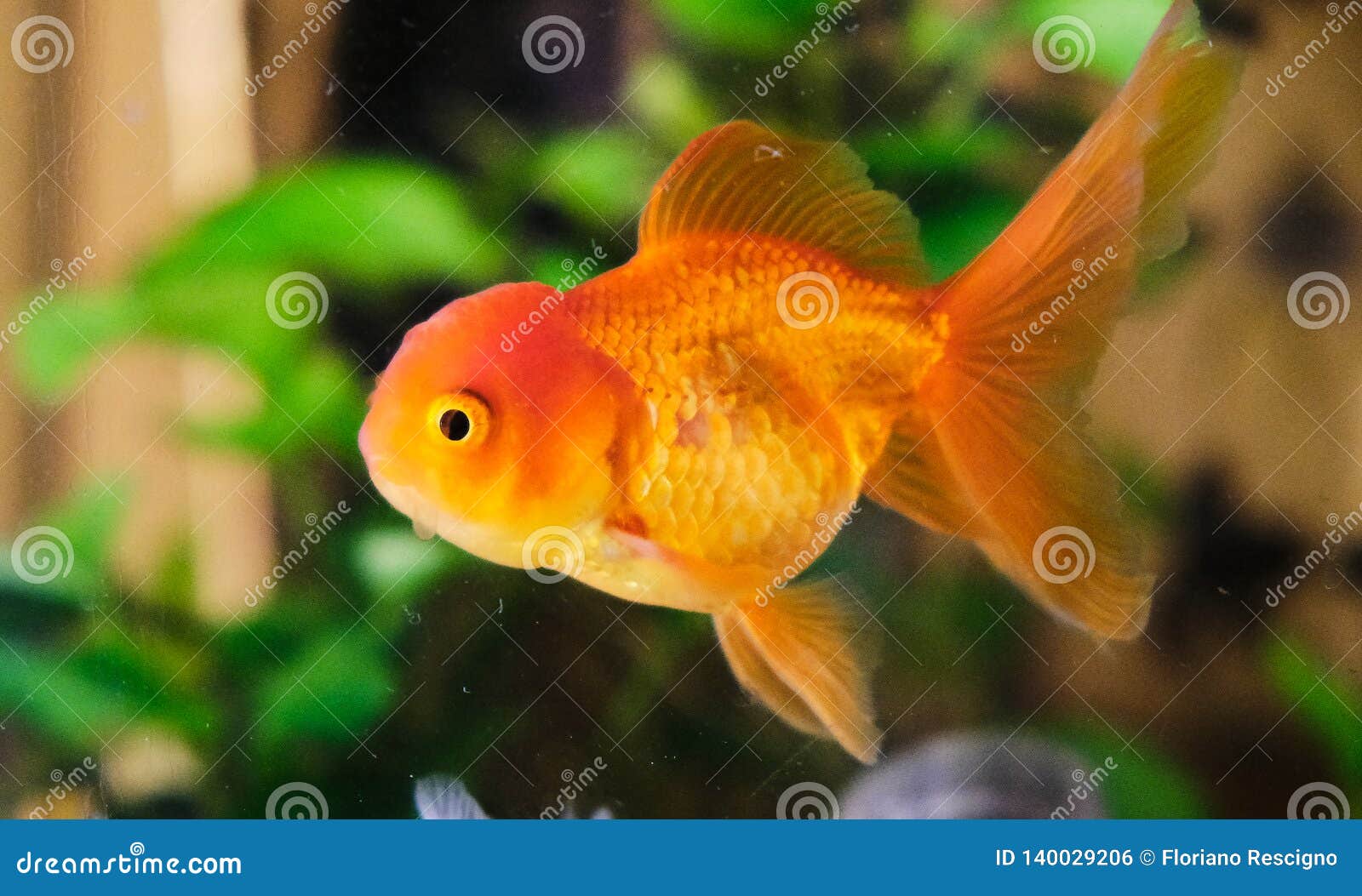 Oranda goldfish stock photo. Image of japanese, head - 140029206