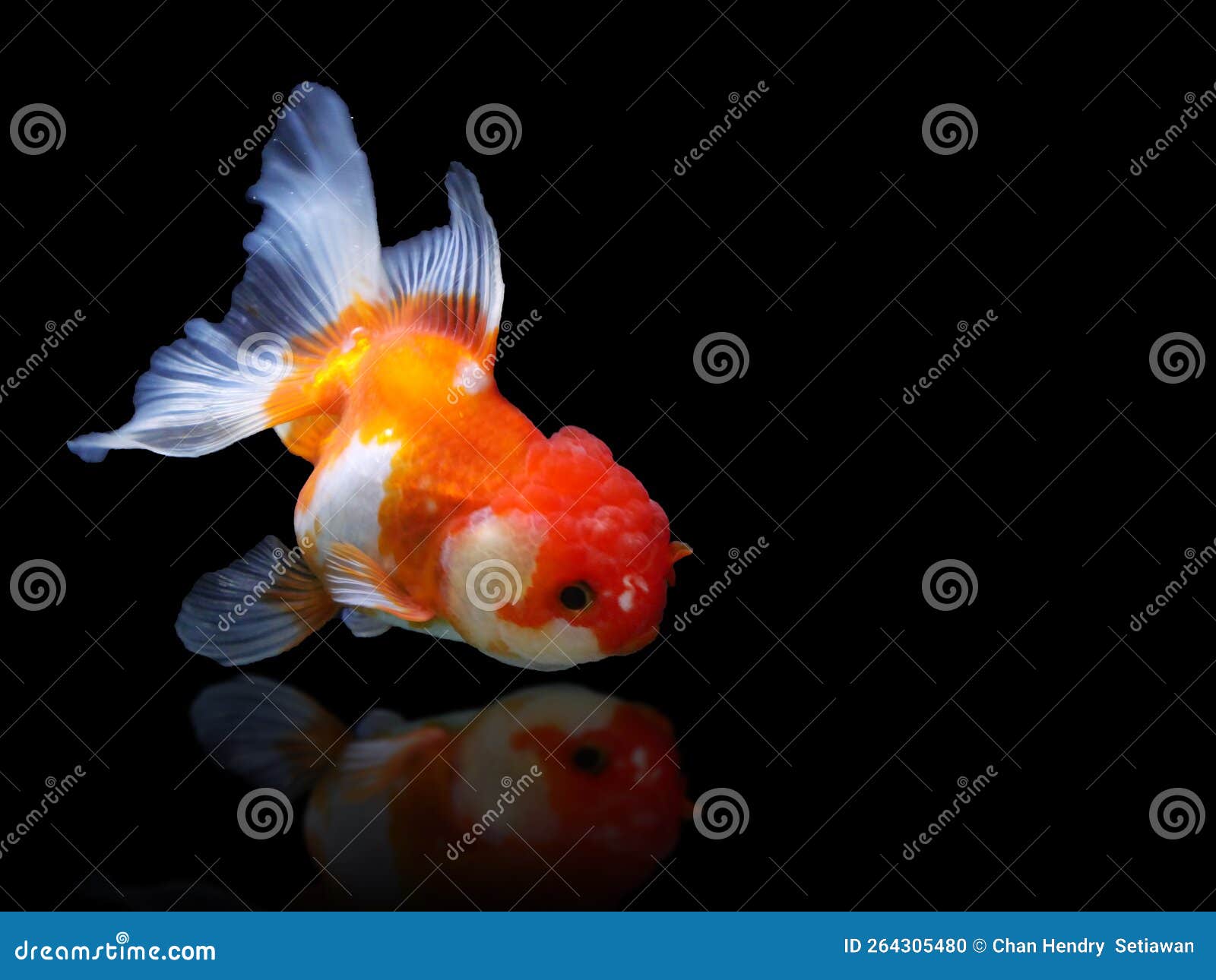Oranda Goldfish Swiming with Reflection on a Black Background with Copy ...