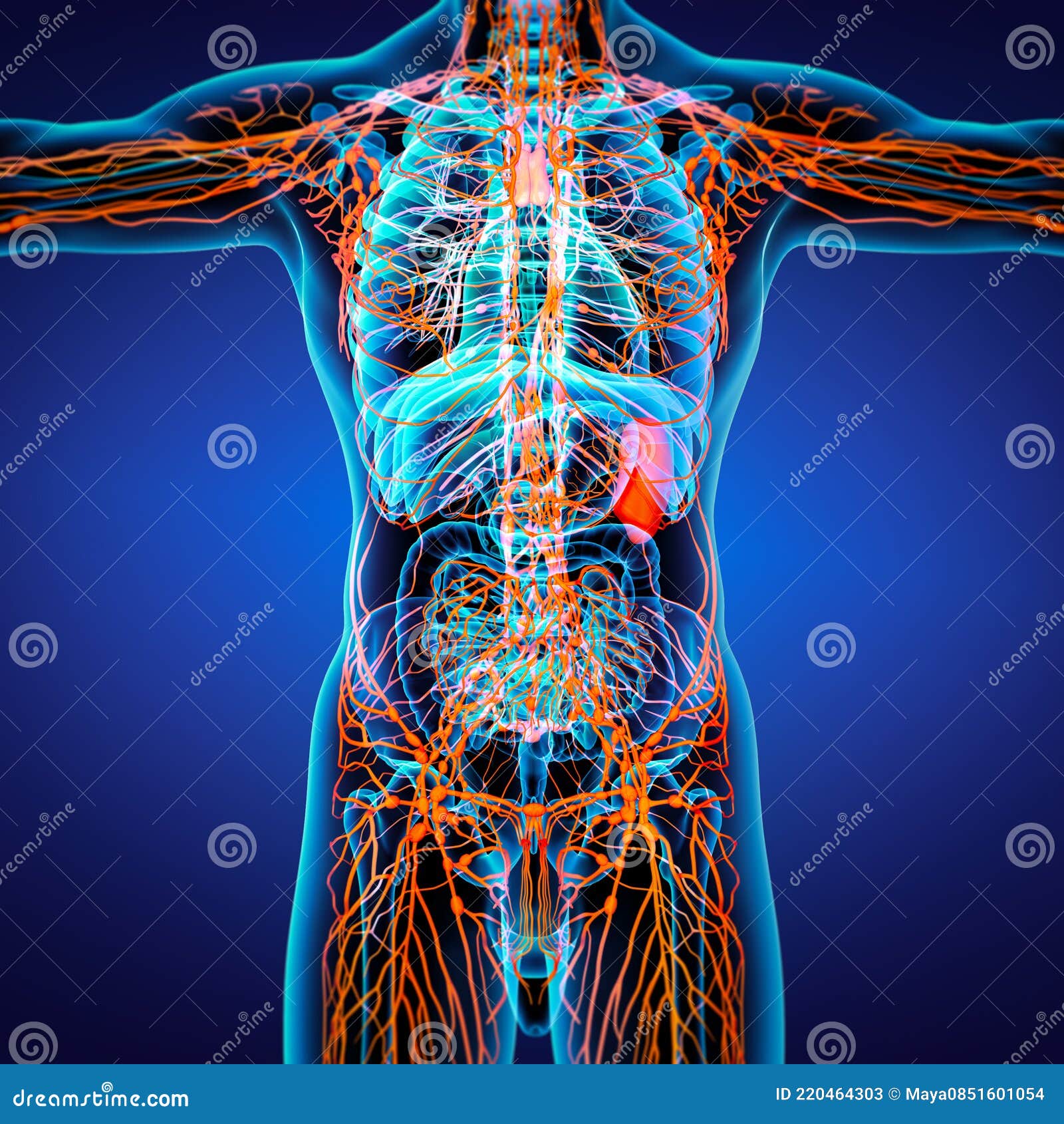 3d Rendering of Yellow Lymphatic System Stock Illustration ...