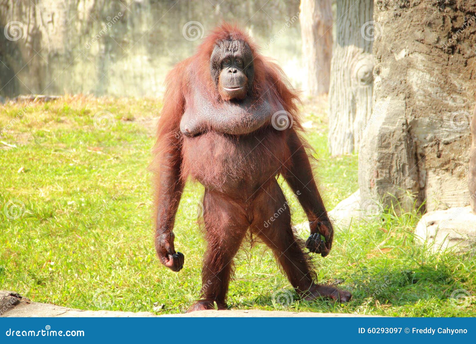 Orang-outan debout image stock. Image du herbe, fuselage - 60293097