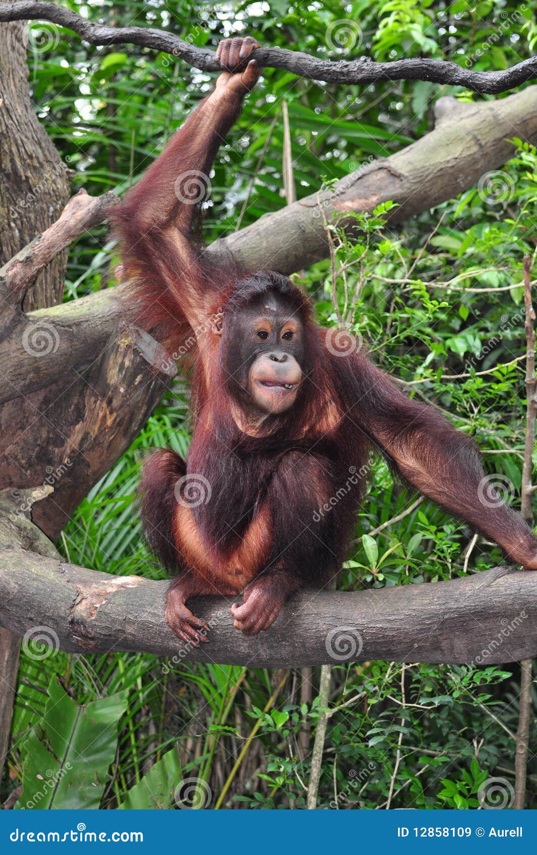 Orang Utan stock image. Image of kalimantan, animal, bornean - 12858109