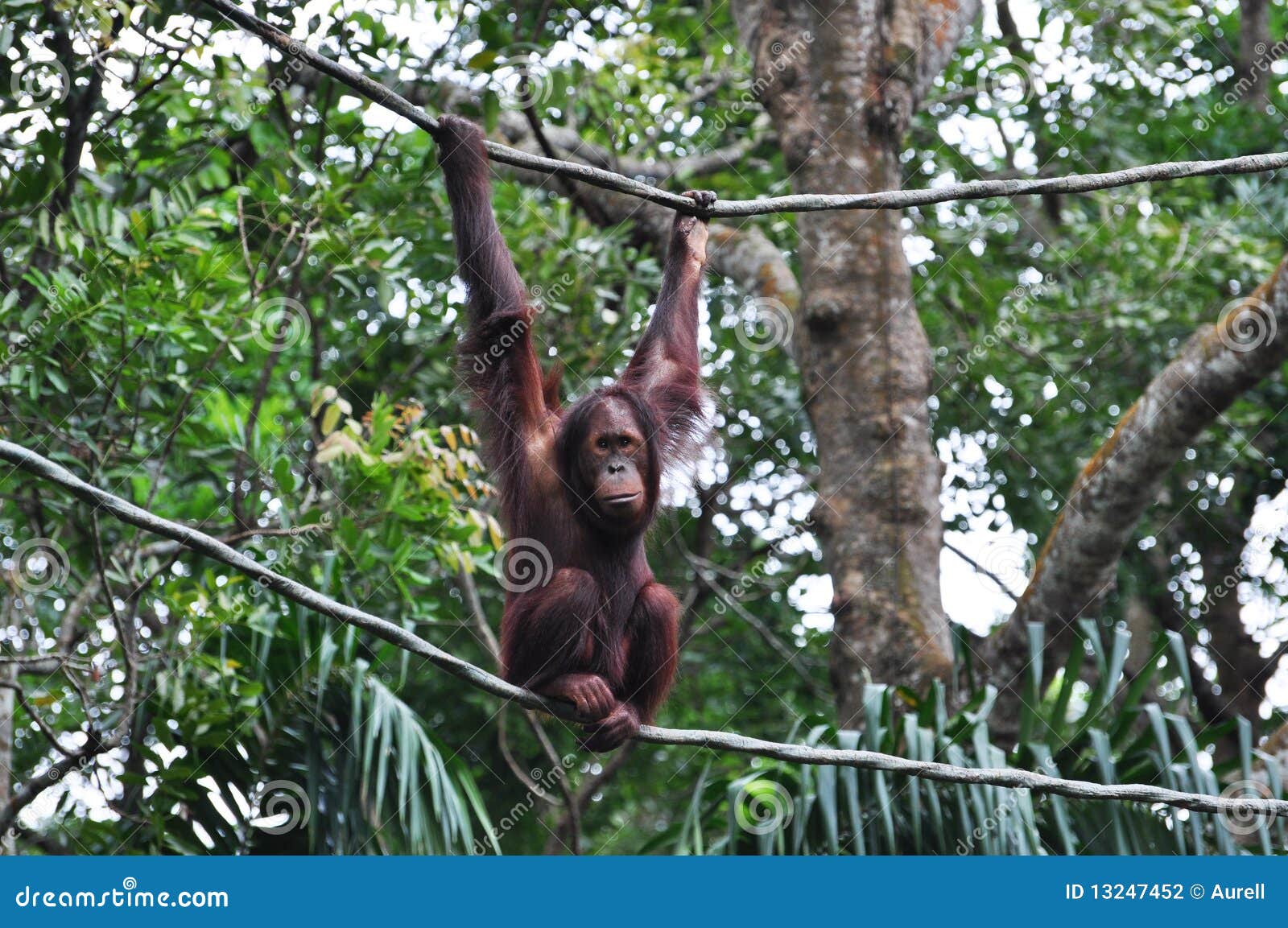 Orang Utan stock photo. Image of orang, east, south, utan - 13247452