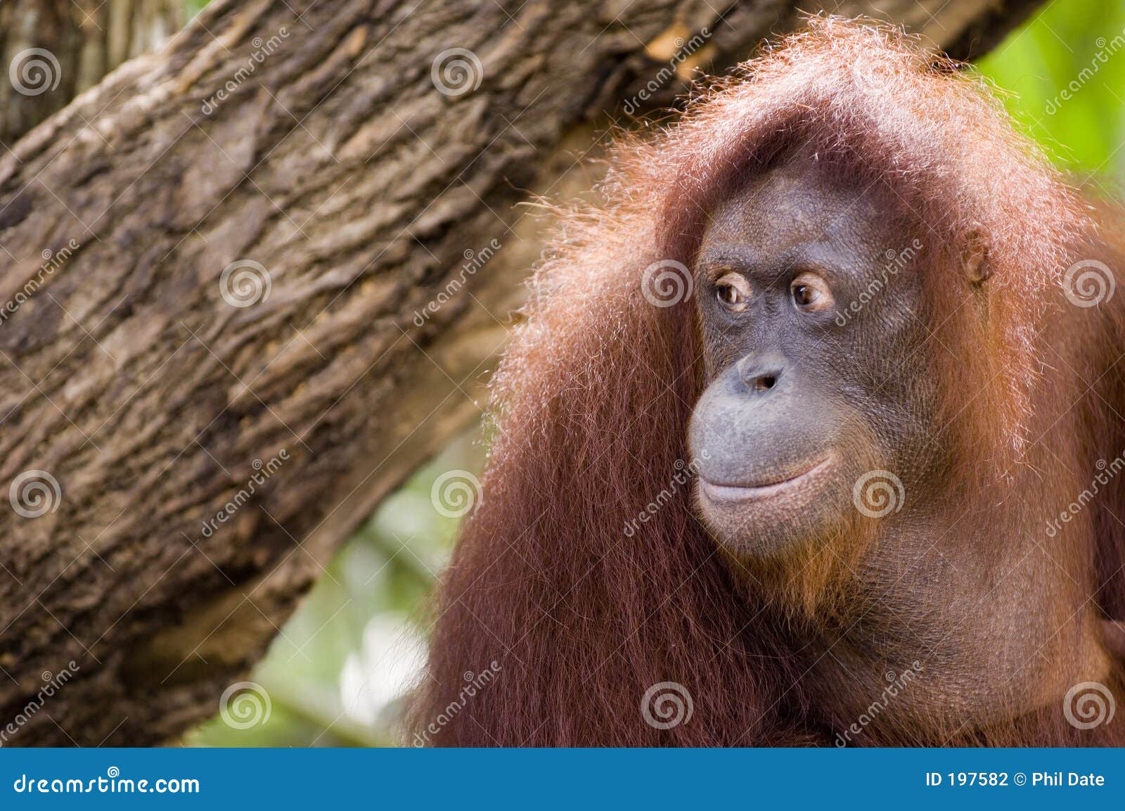 Orang Utan 2 stock photo. Image of primate, animal, tree - 197582