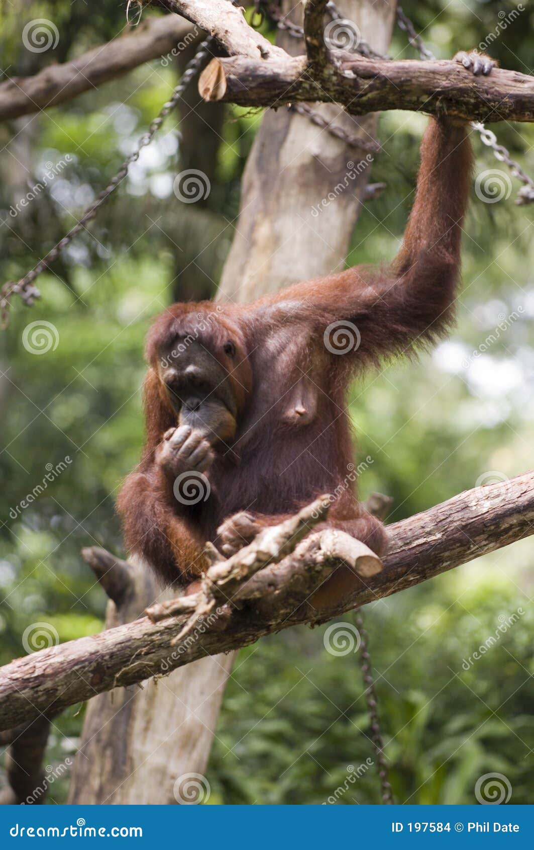 Orang Utan 3 stock photo. Image of animal, nature, brown - 197584