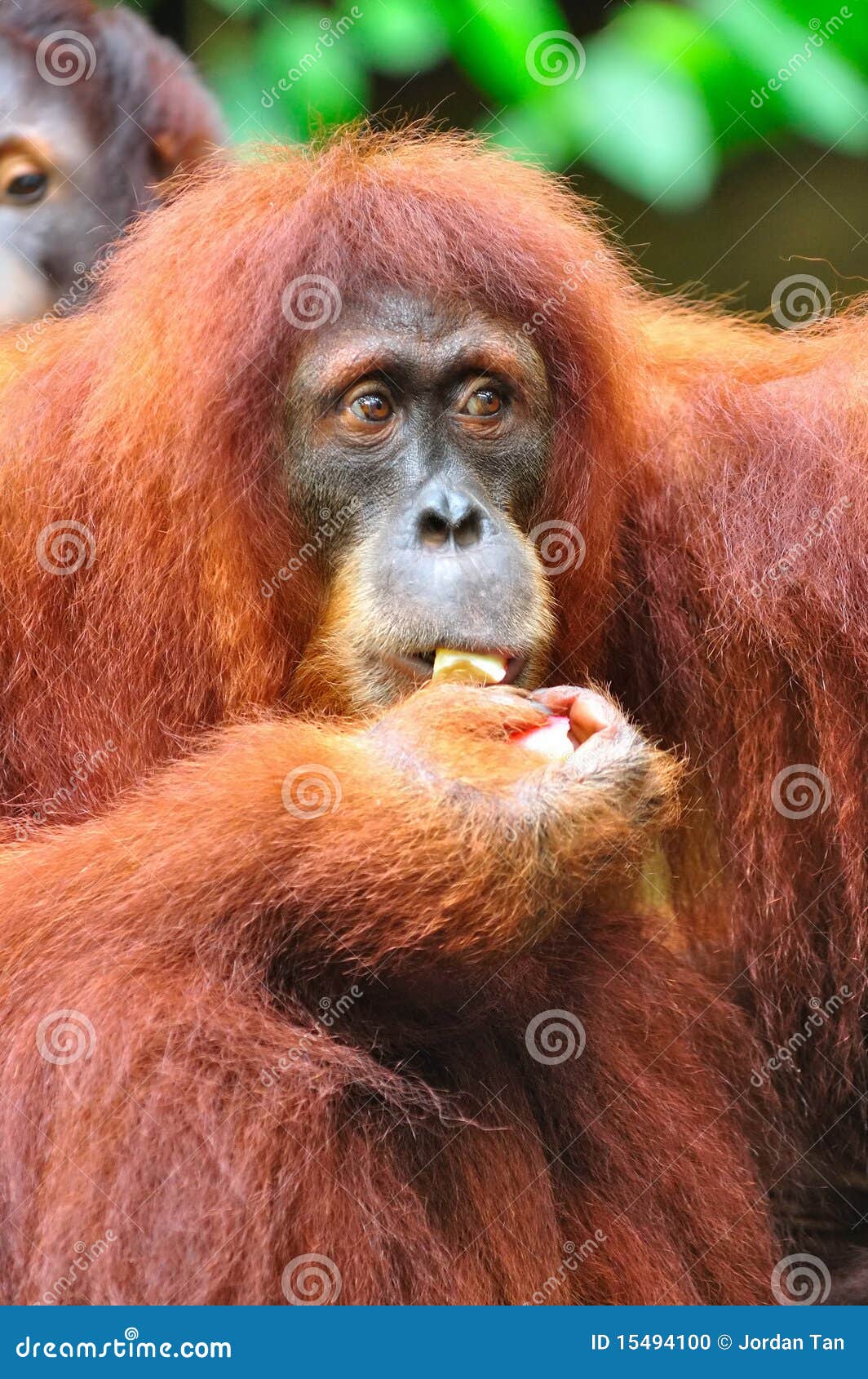 Orang Utan eating stock photo. Image of endangered, life - 15494100